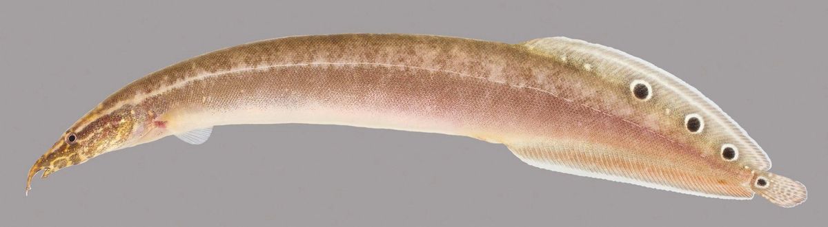 Spiney eel