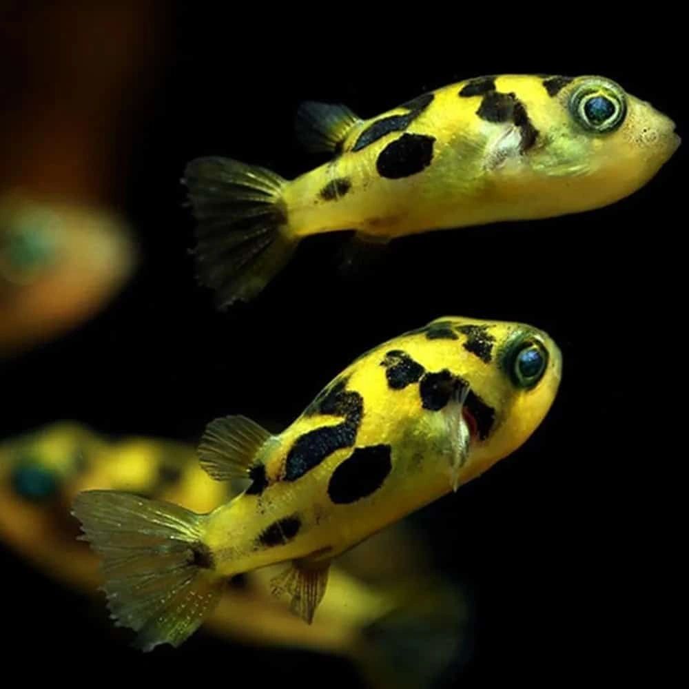 Pea puffer juvenile