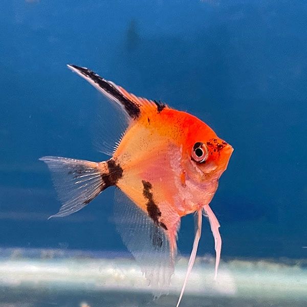 Red devil koi angel 4-5cm