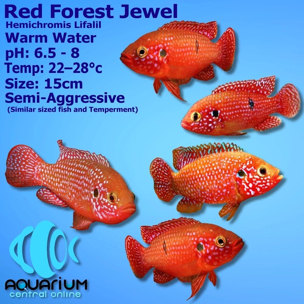 Red forest jewel