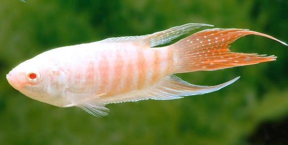 Albino Paradise fish