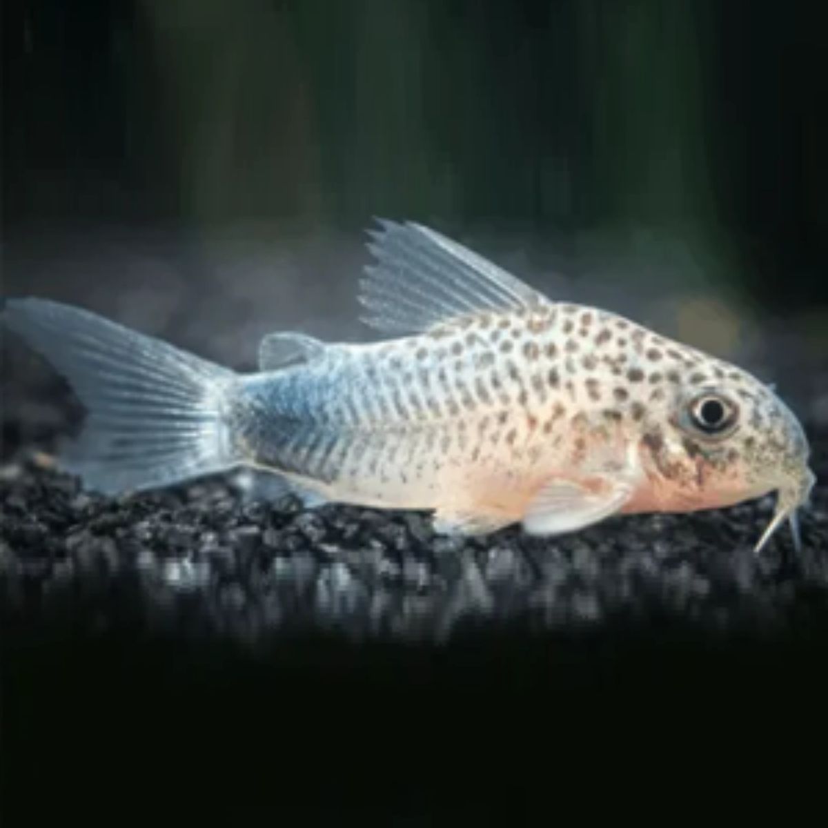 Similis Cory (smudge spot)