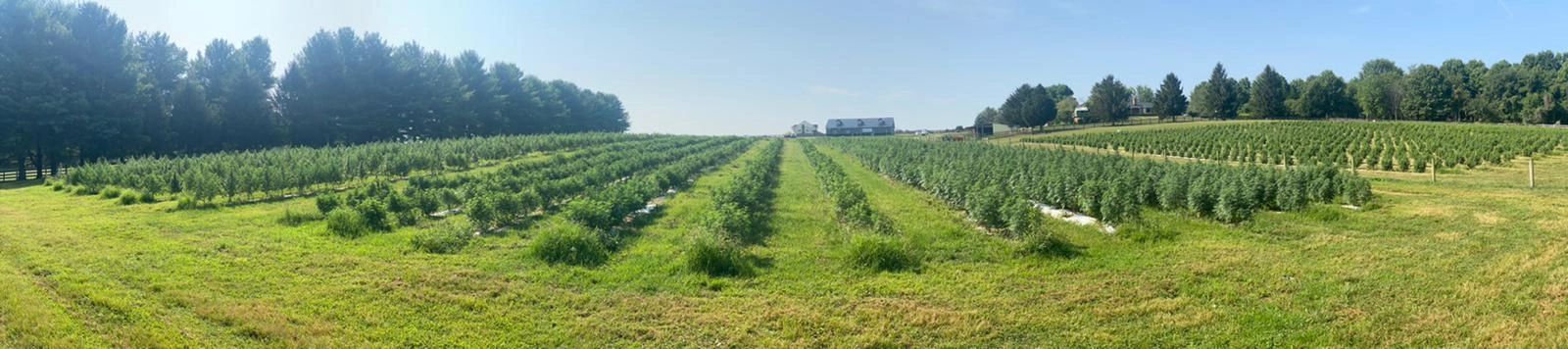 Cannabreeze Hemp Farm & Company - Cbd - Fairfax, Virginia