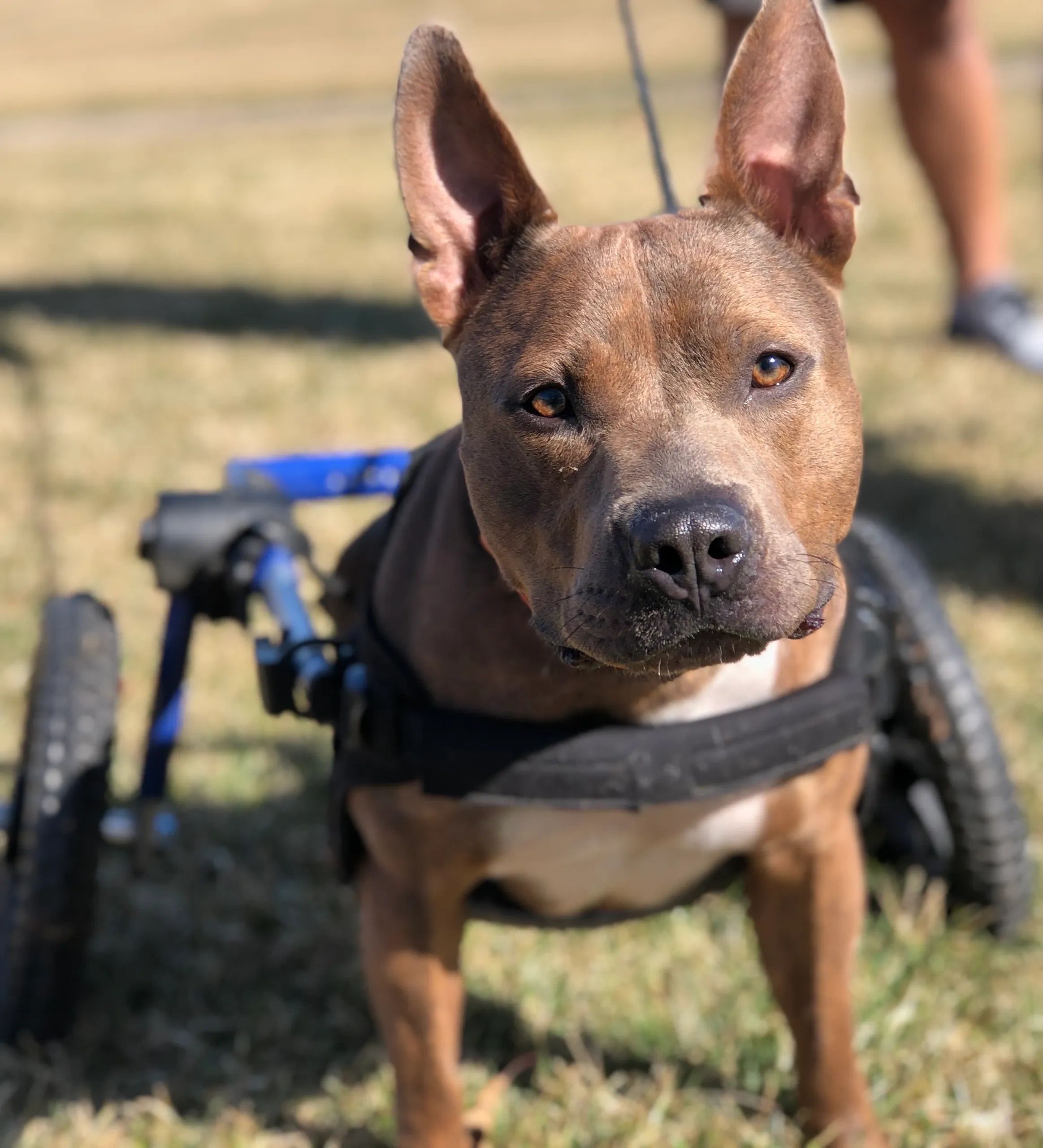 Professional Dog Sitting Services