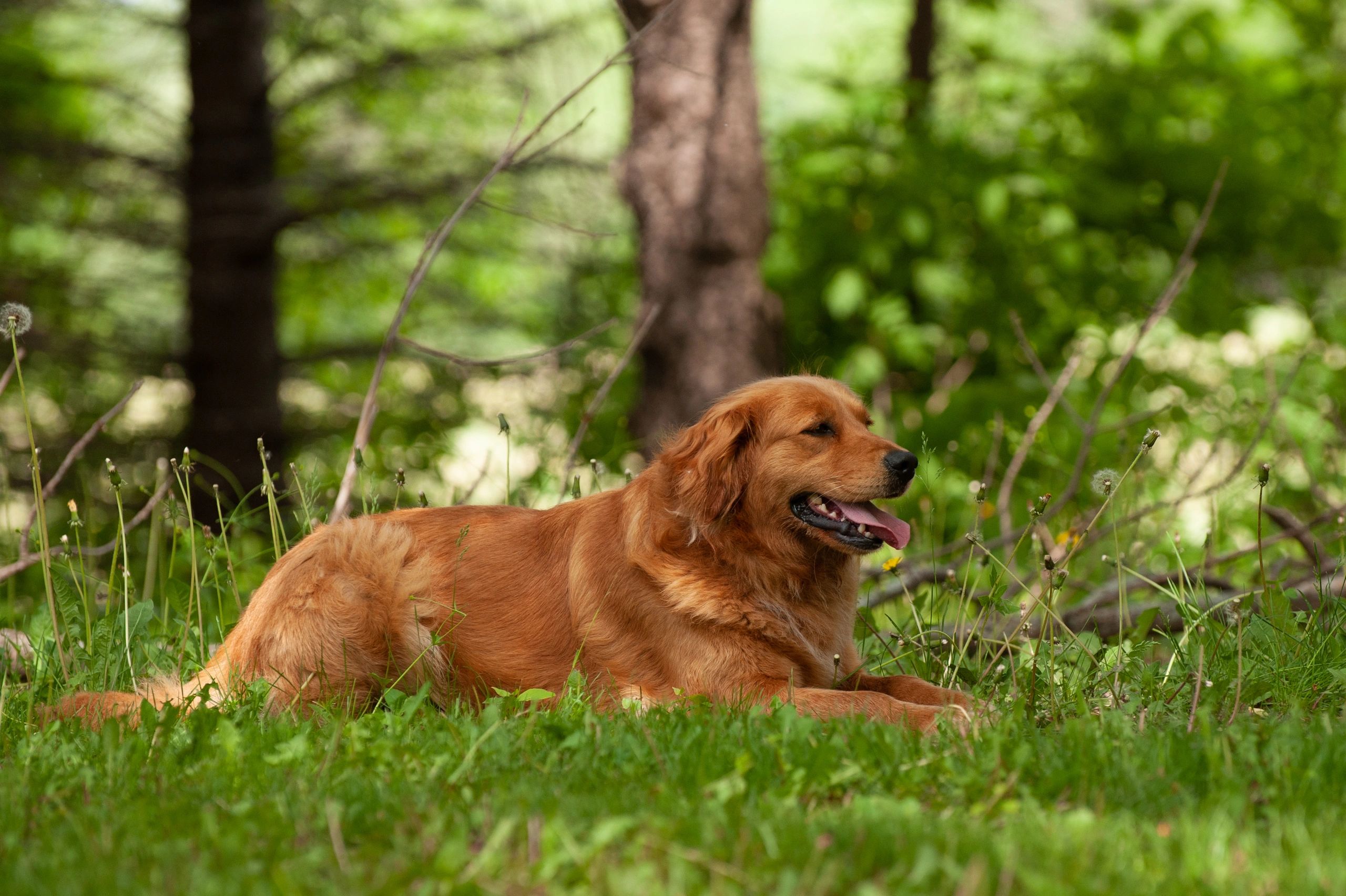 TAILS OF GOLD - Golden Retriever Puppies, Stud Service