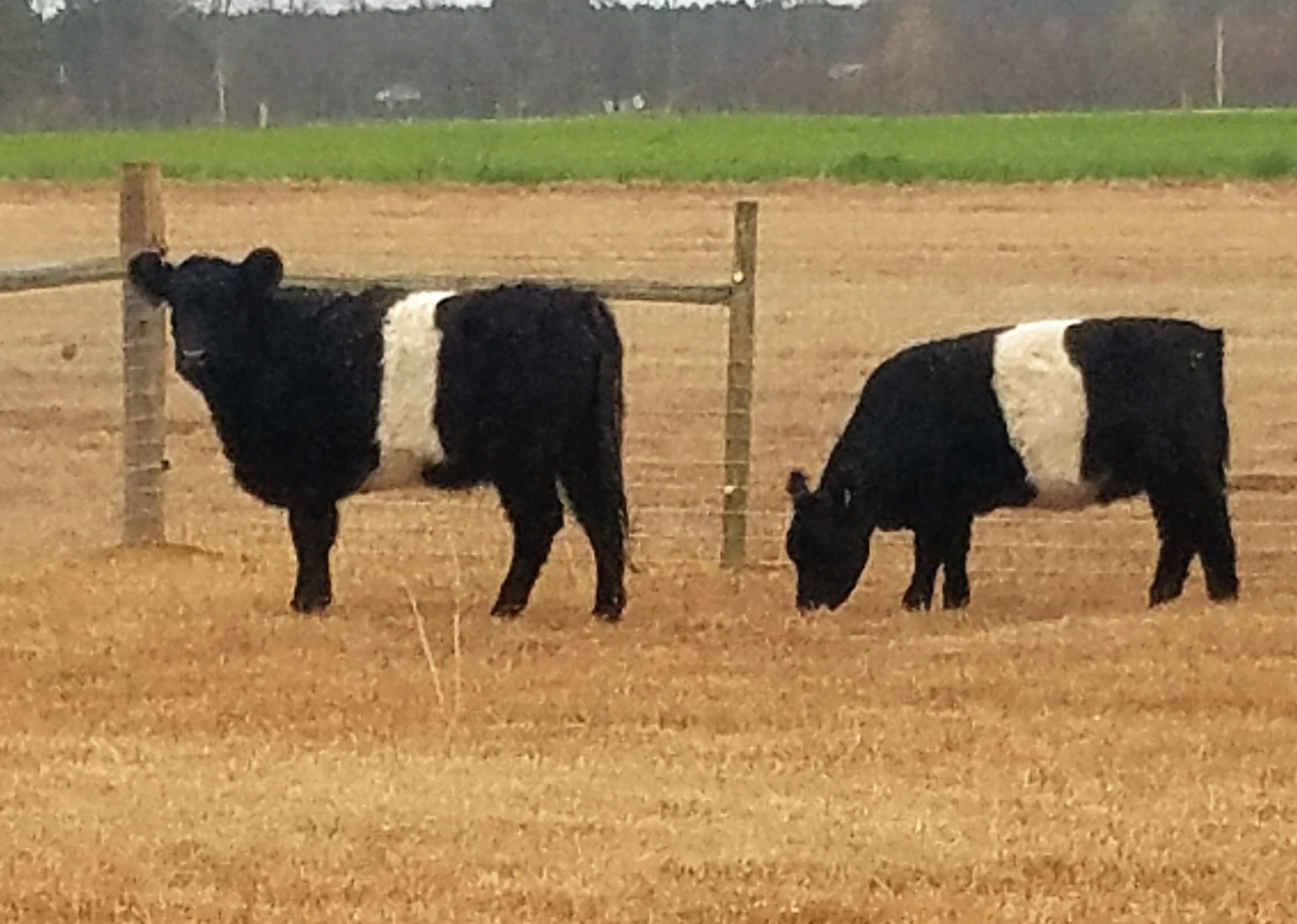 Following Seas Ranch - Miniature Cattle, Belted and Panda
