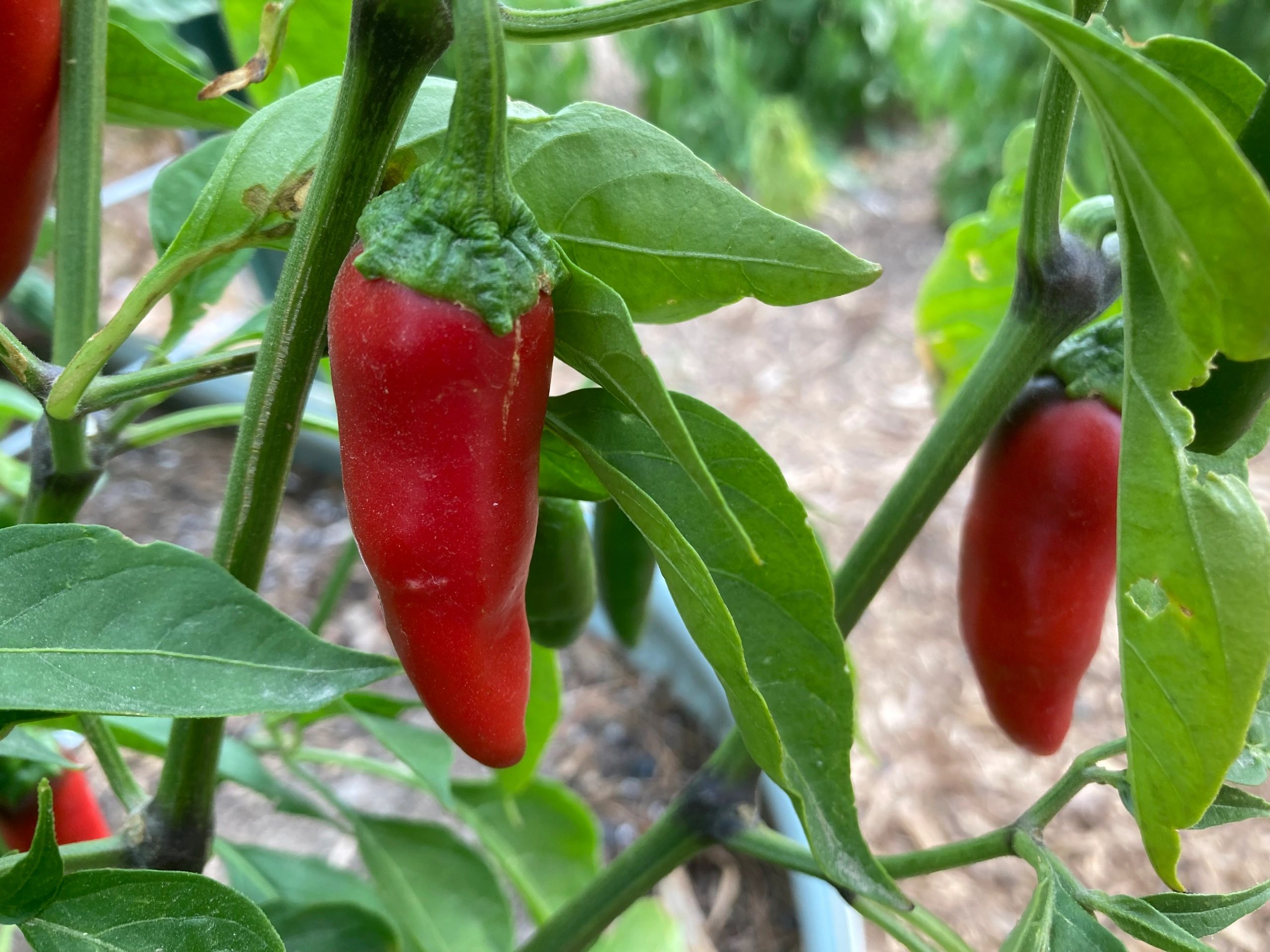 Pepper Farming 4 Fun in Mountain Home, Idaho