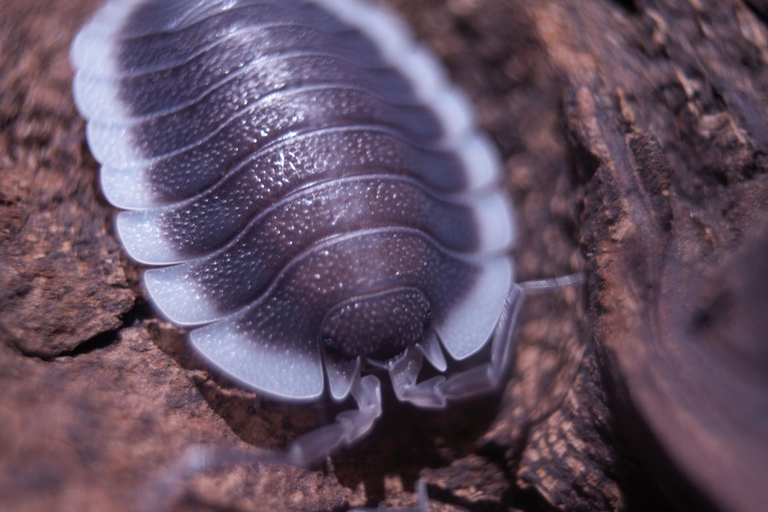 Isopods for Sale UK