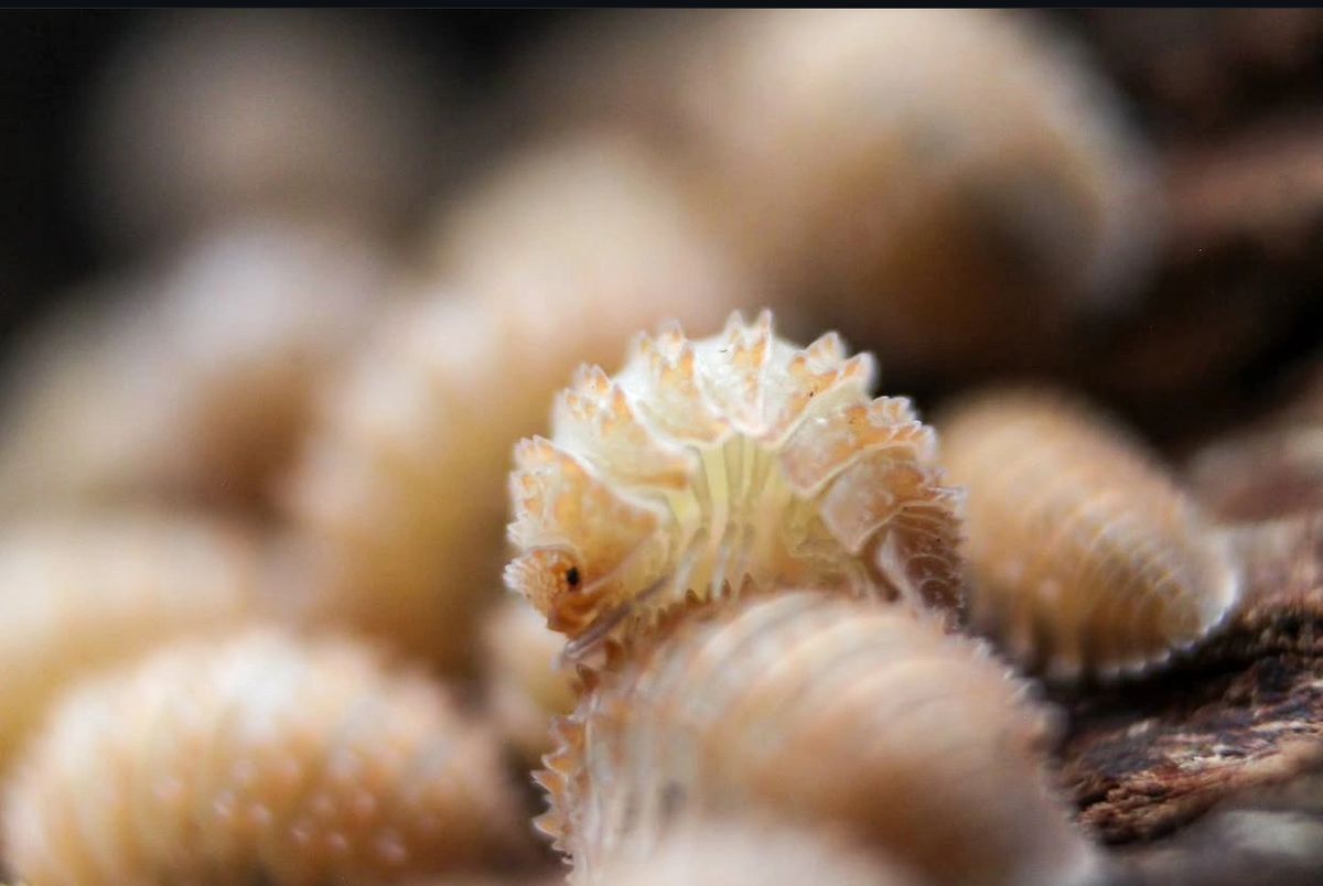 Cristarmadillidium muricatum ‘Crystal Pineapple’ Isopods