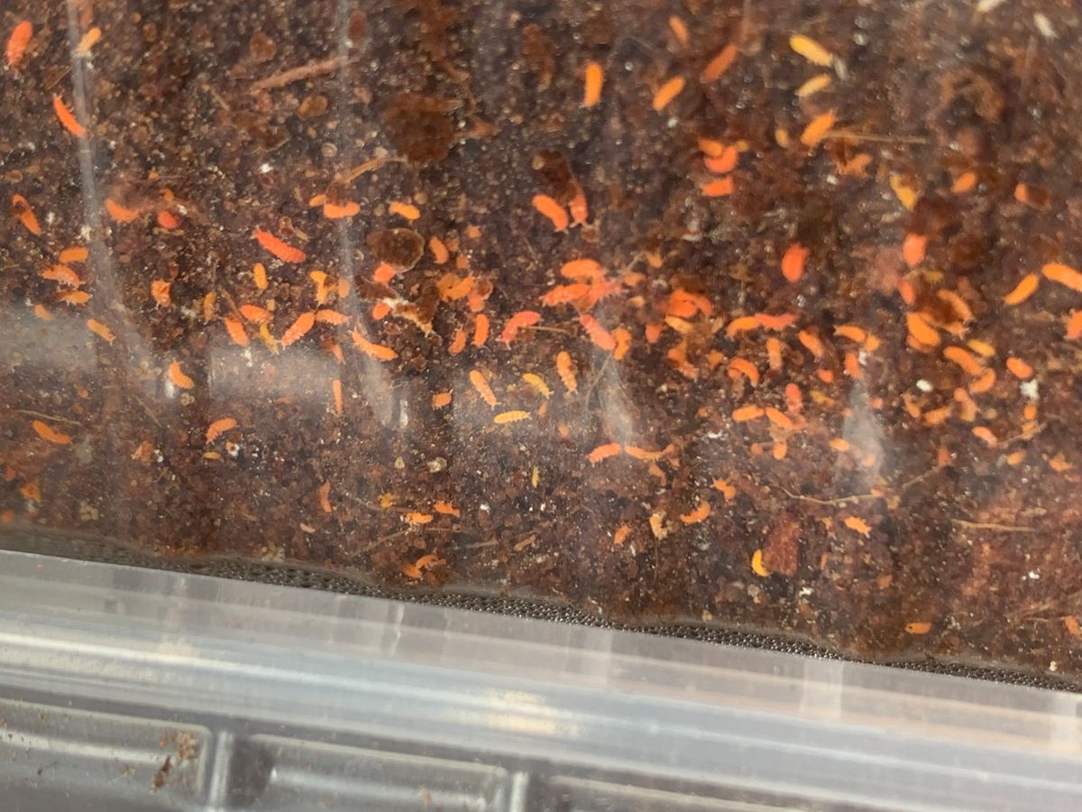 Yuukianura aphoruroides (Orange Springtails) Starter Culture