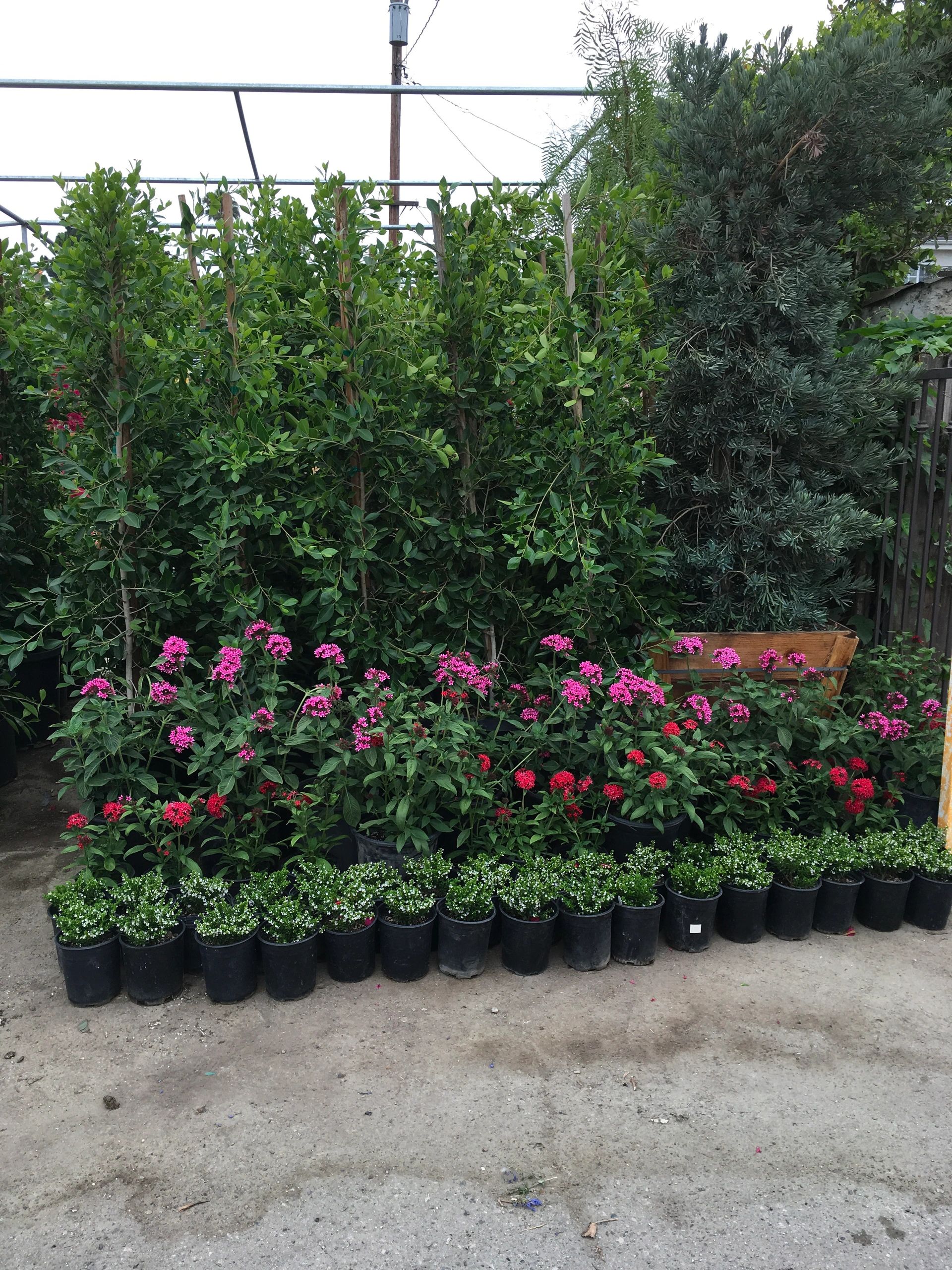Nursery, Hedge Trees - V&N Nursery - Los Angeles, California