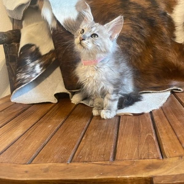 Maine Coon Kittens