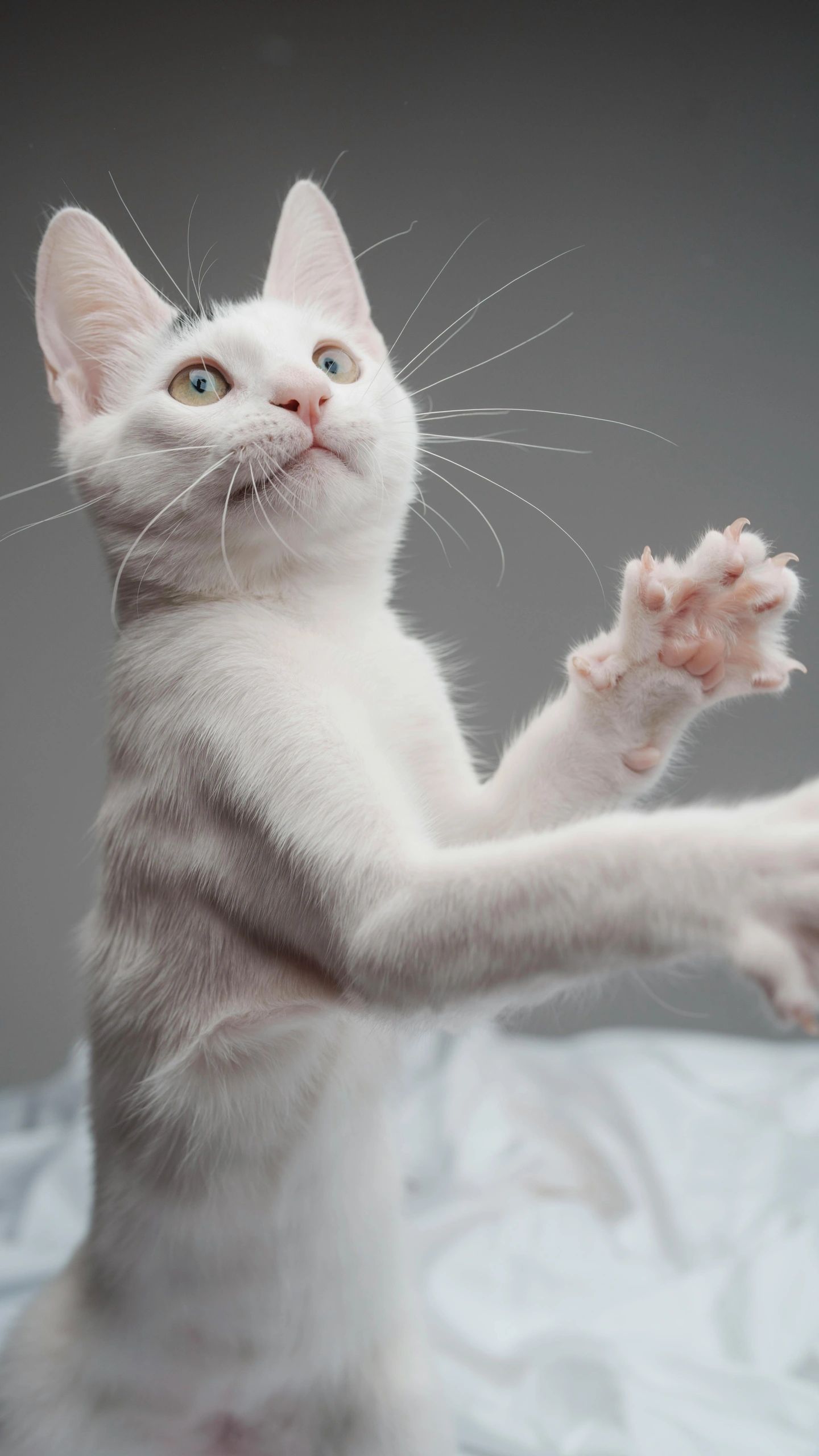 Cat Scratch Case Catalyst Feature