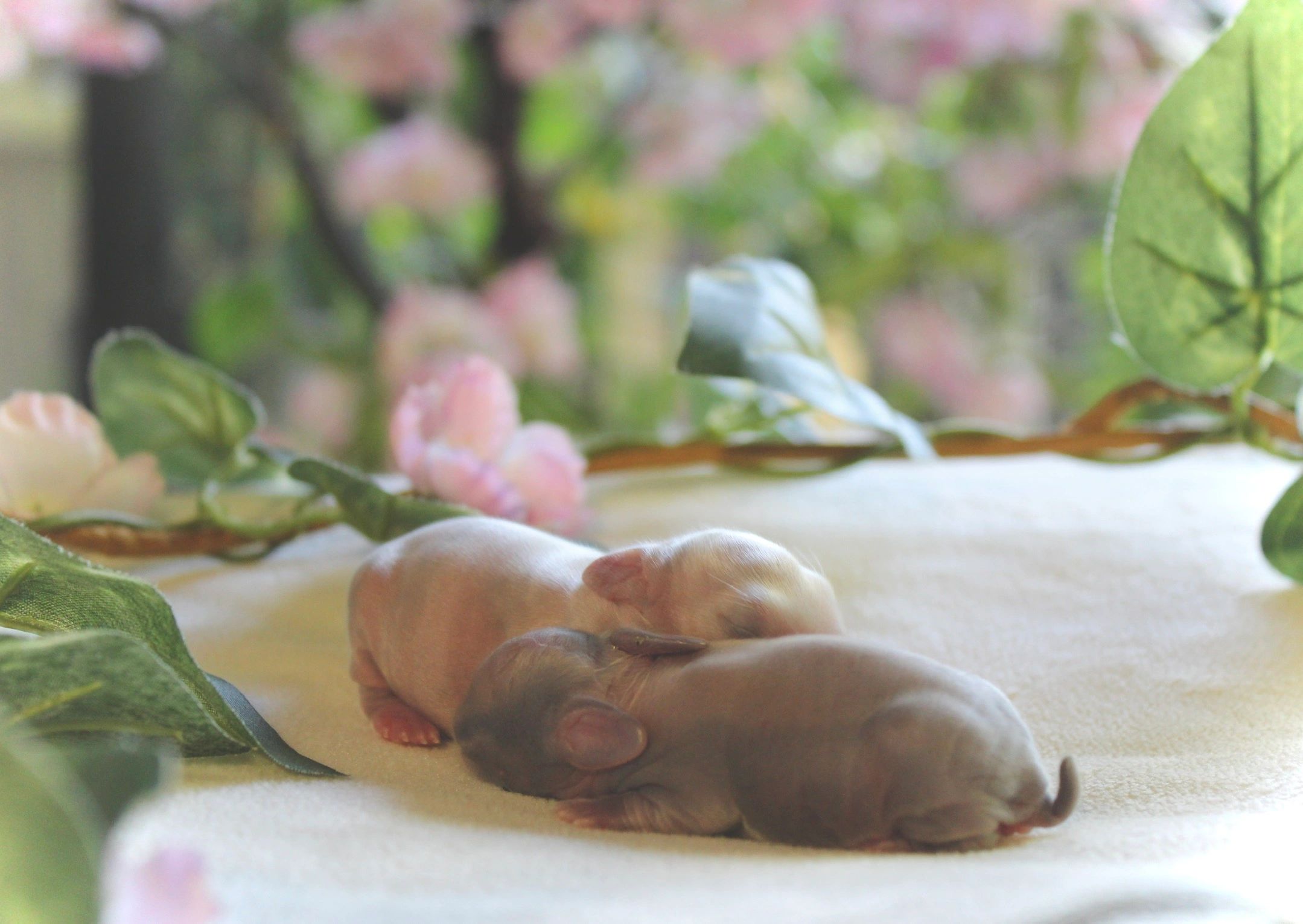 Holland Lop Bunnies for Sale - Chubby Cheeks Lops