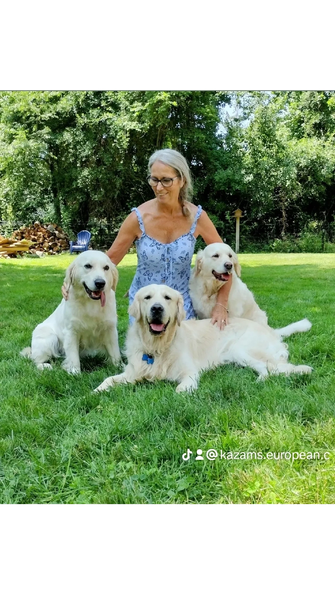 English Golden Retriever Puppies Michigan