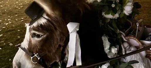 Shaky Tail Farm - Pony Party, Petting Zoo