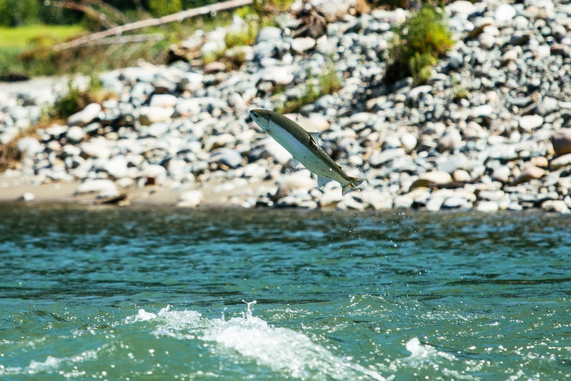 BC WEST LODGE - DEAN RIVER, BC