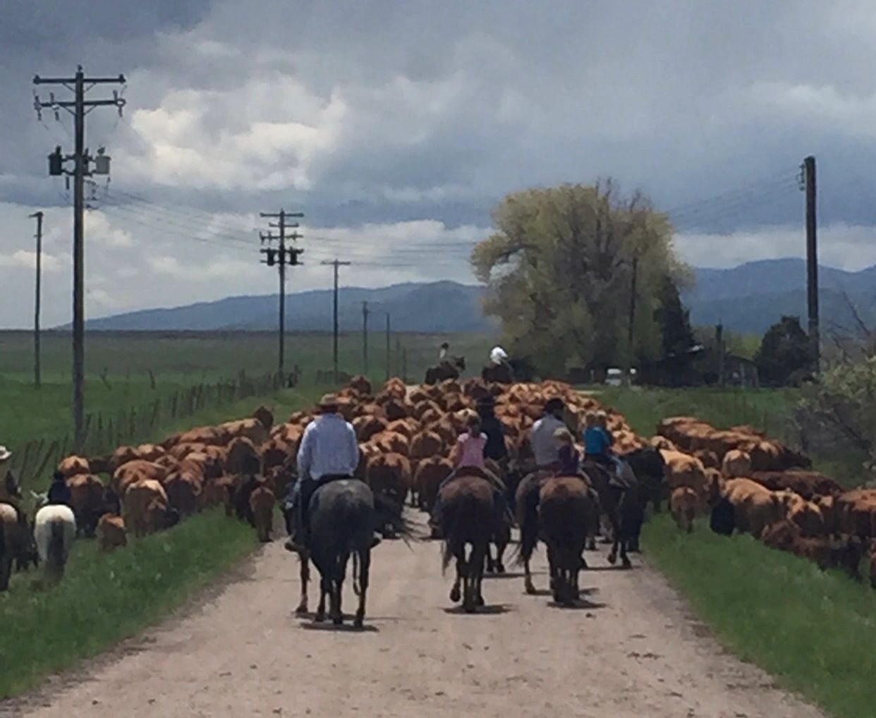 Welcome to Hatch Idaho Cinches