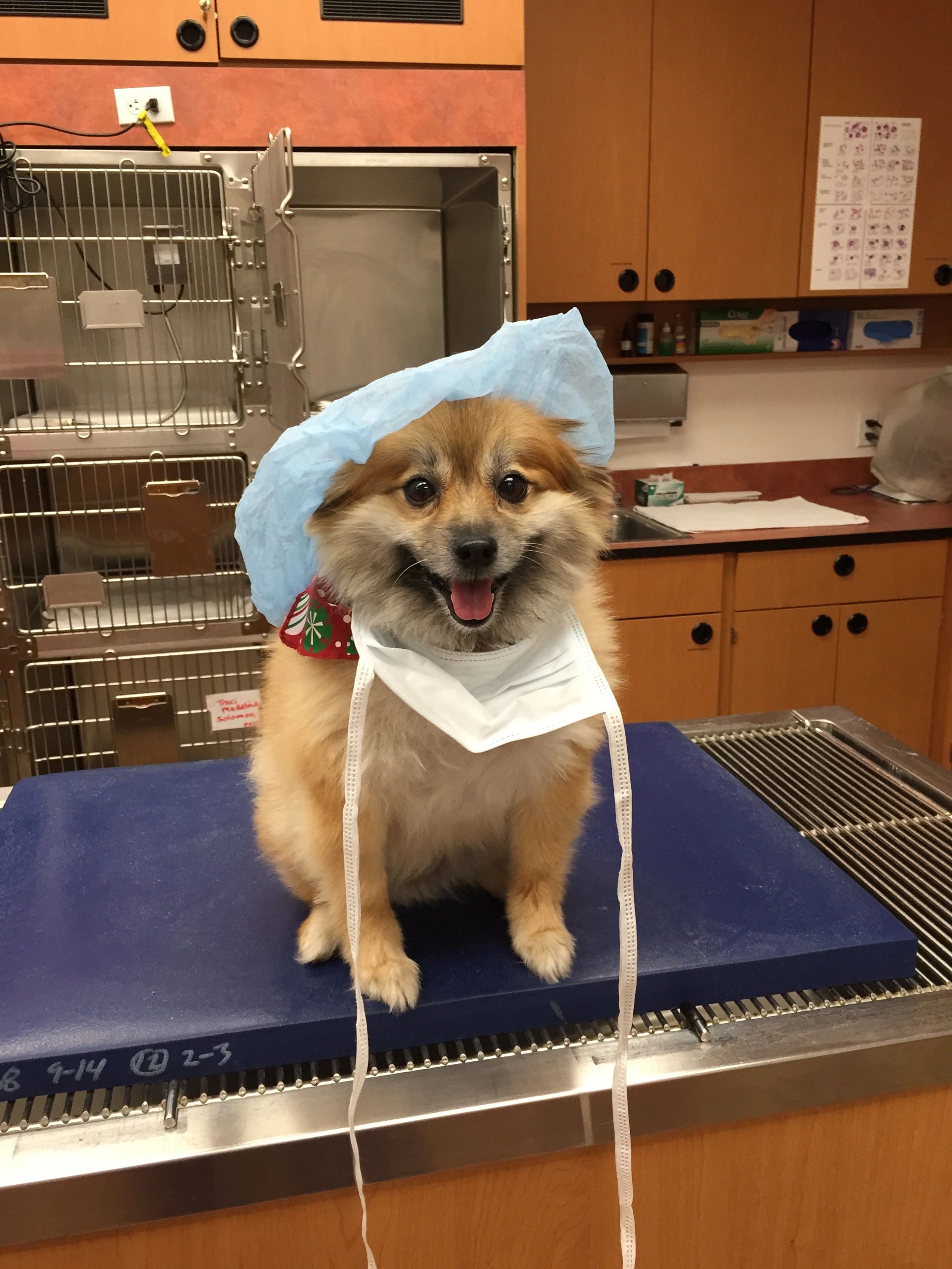 Affordable Animal Surgery - Emergency Surgery, Spay and Neuter, Low ...