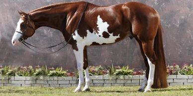 Reference Stallions | Sundance Meadows Quarter Horses
