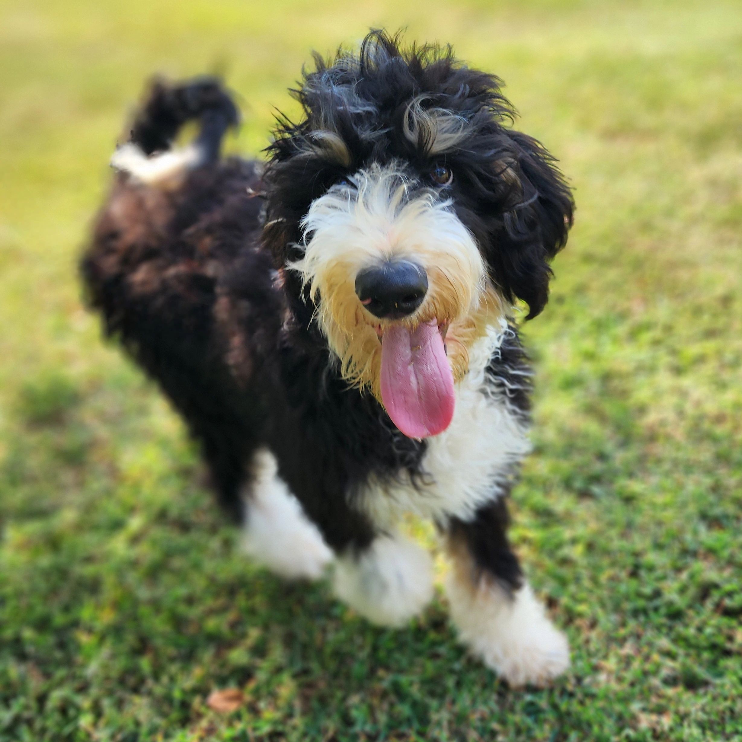 Puppy Picks for Bree