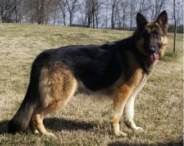 German Shepherds | Great Oaks Kennel