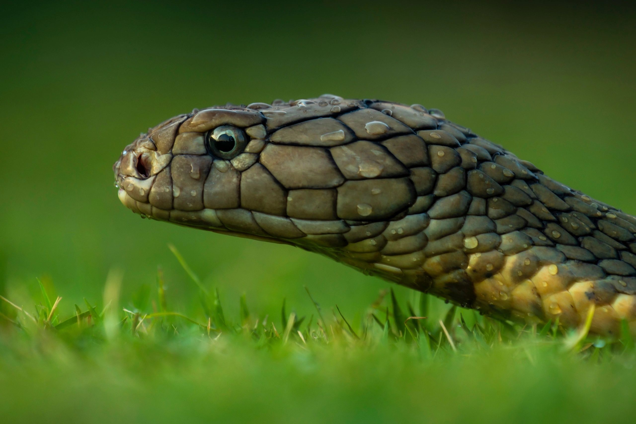 The Cobra Effect