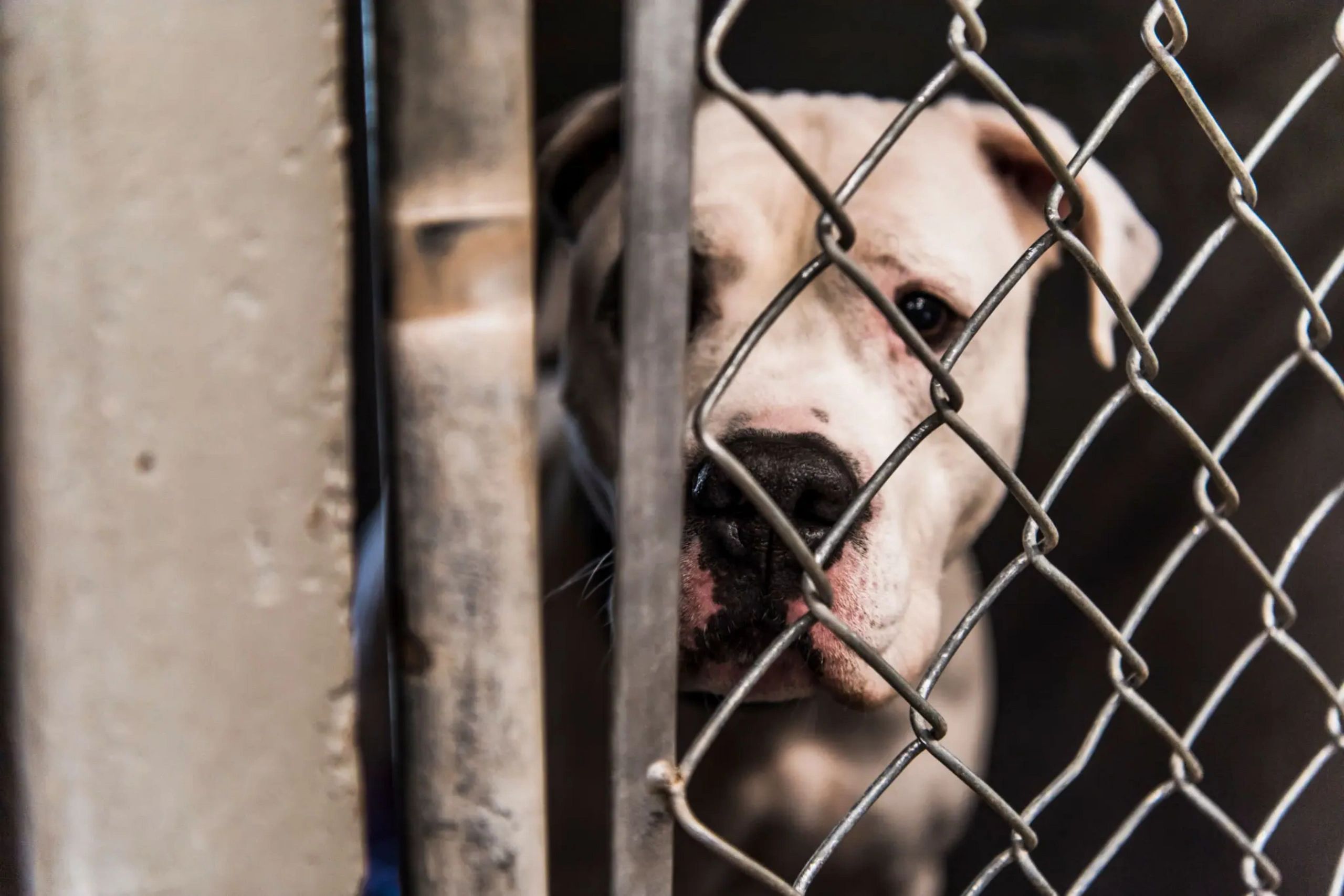 Peach State Rescue: Adopt, Donate, Foster Animals! | Animal Rescue