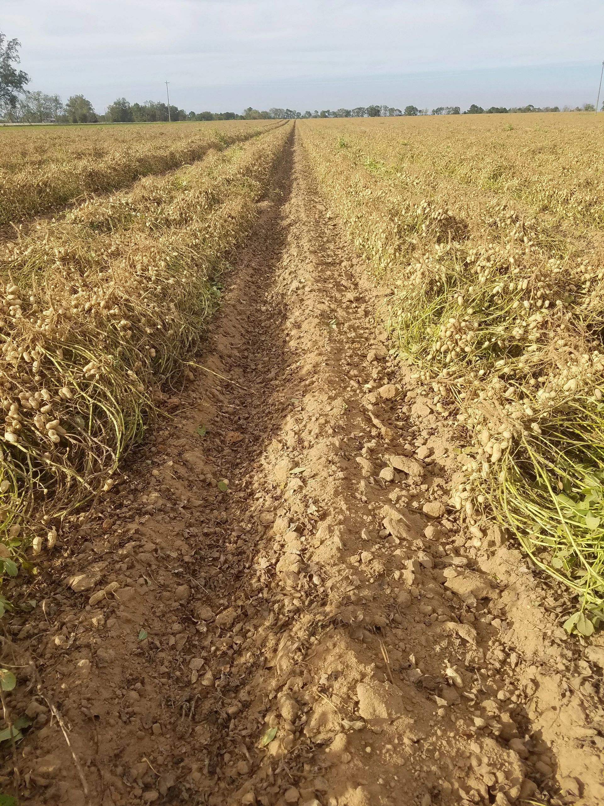 Fresh Green Peanuts | Shelley Farms