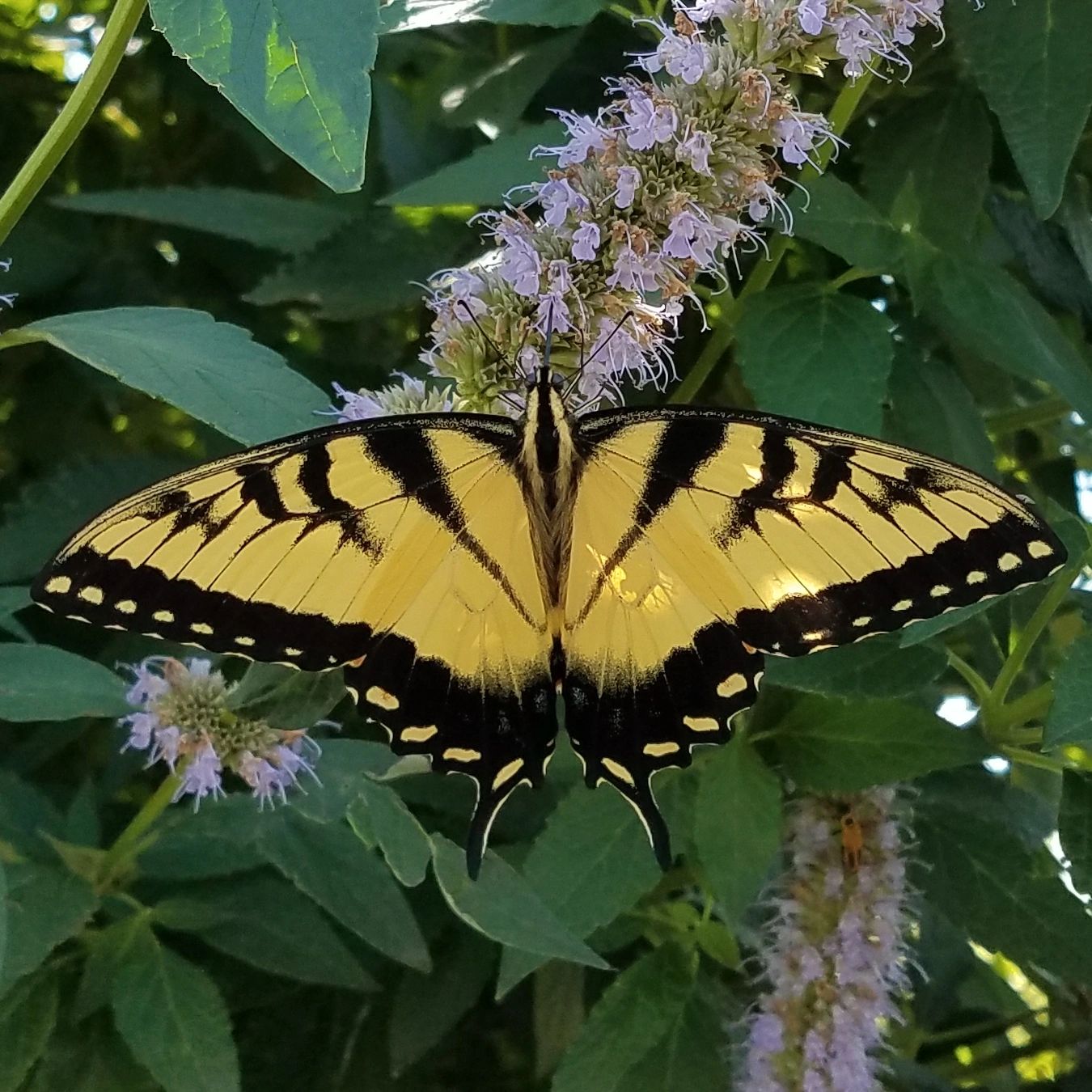 Flutterby Fields : Home | Flutterby Fields