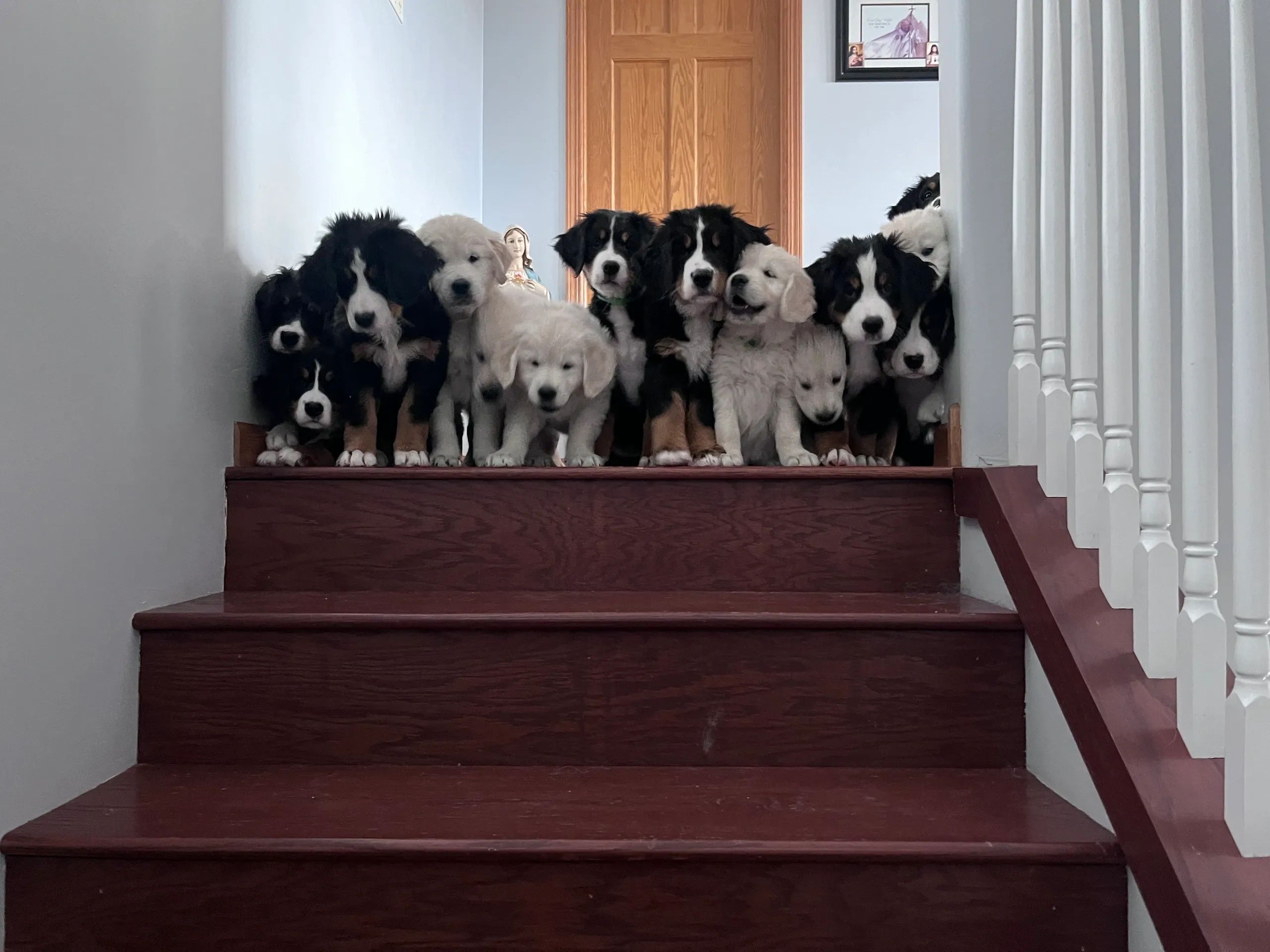 Available Puppies