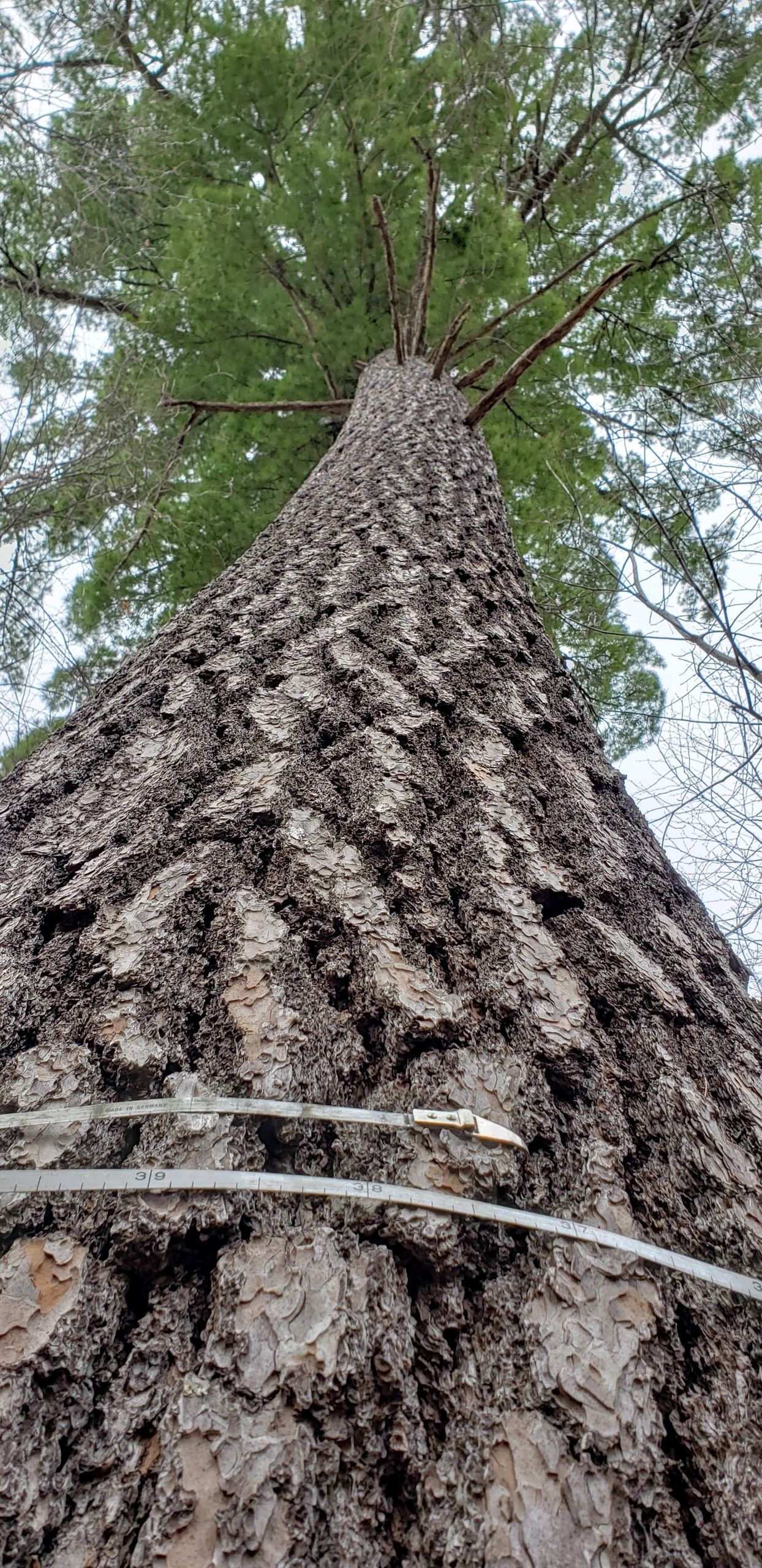 Massive White Pine Trees