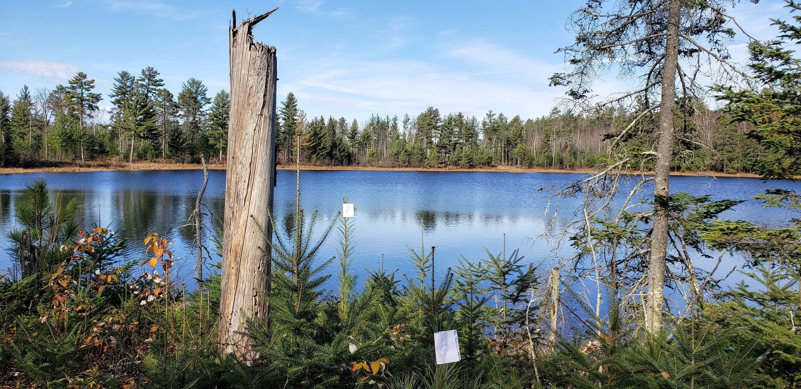 Minnesota native Basswood | Minnesota Timber & Millwork