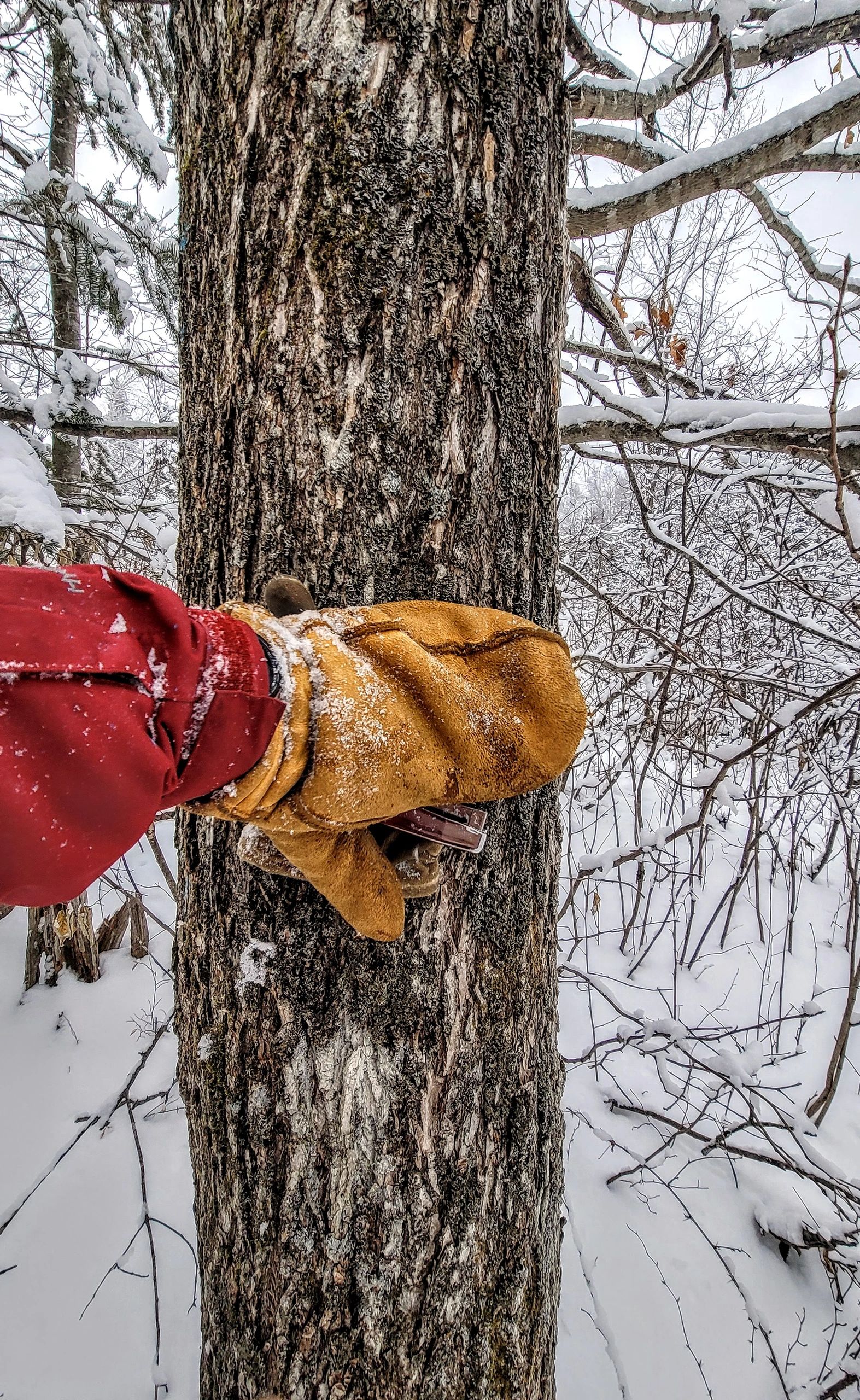 Minnesota Grey Elm Trees and Paneling