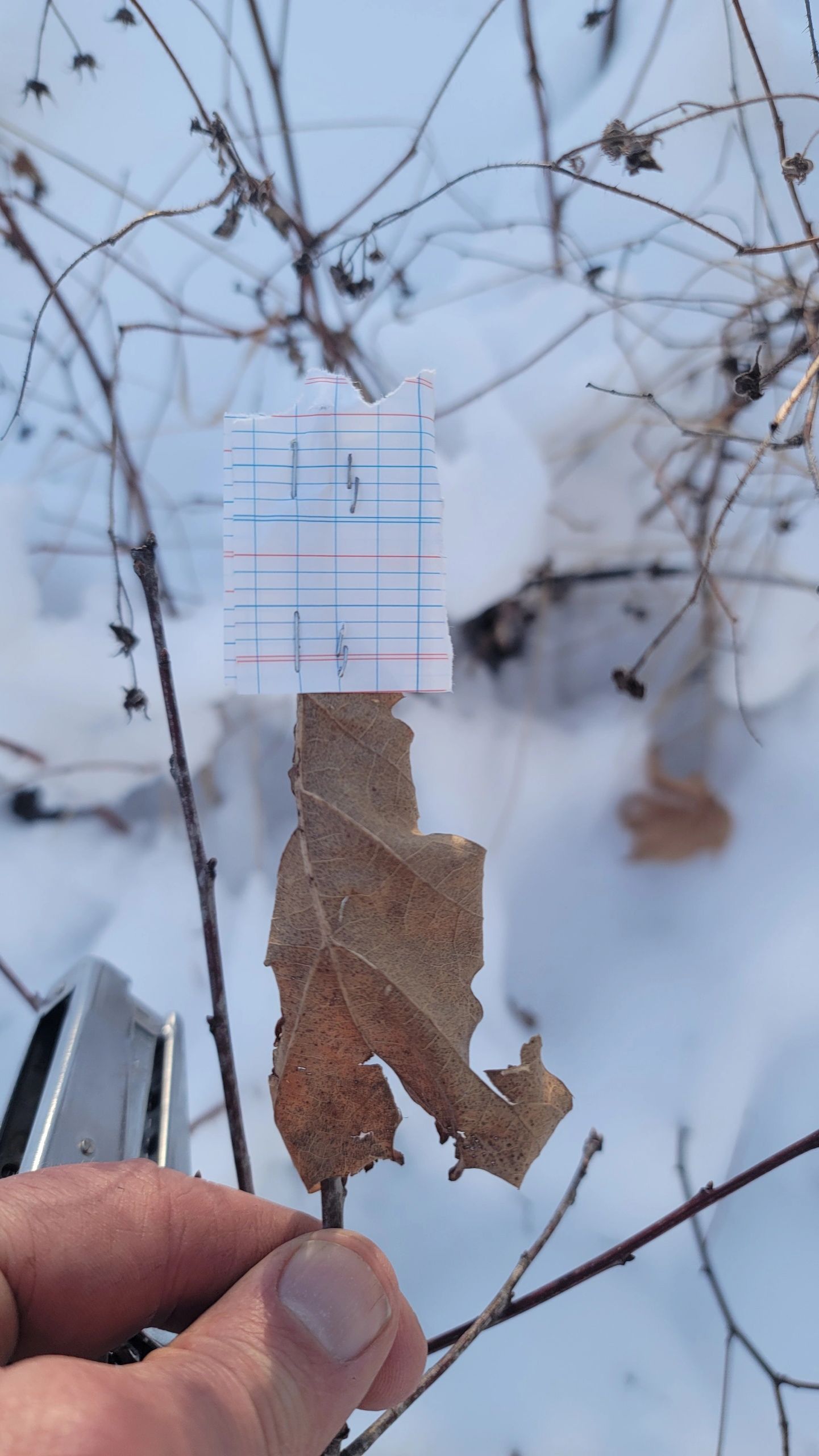 Oak Bud Cap Update July 2022