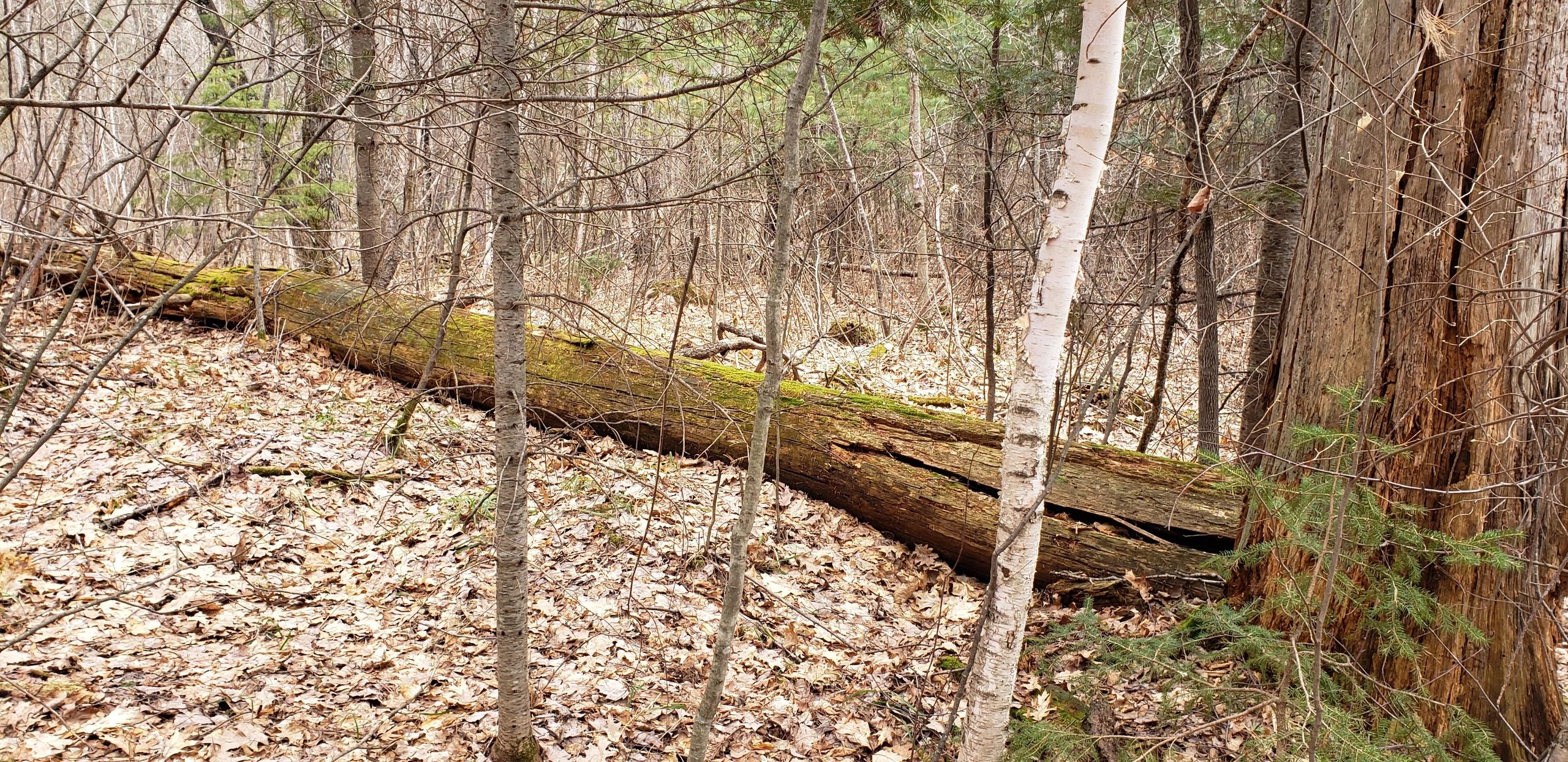 Legacy Trees & Forest Succession