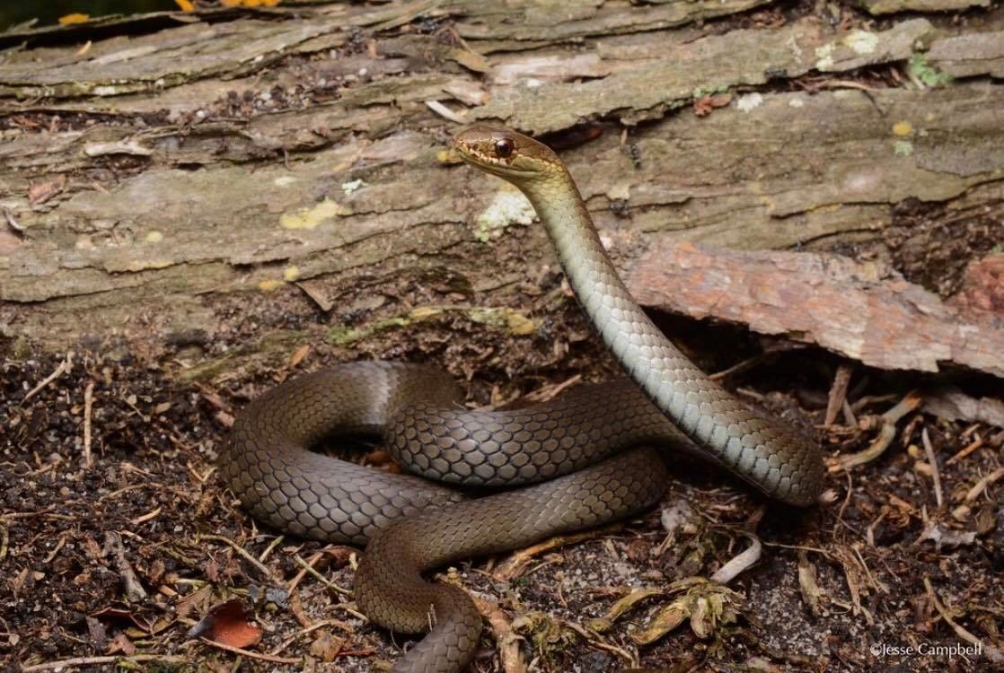 Cheap Rates | 24/7 Service | Rapid Response - Snake Catcher Brisbane