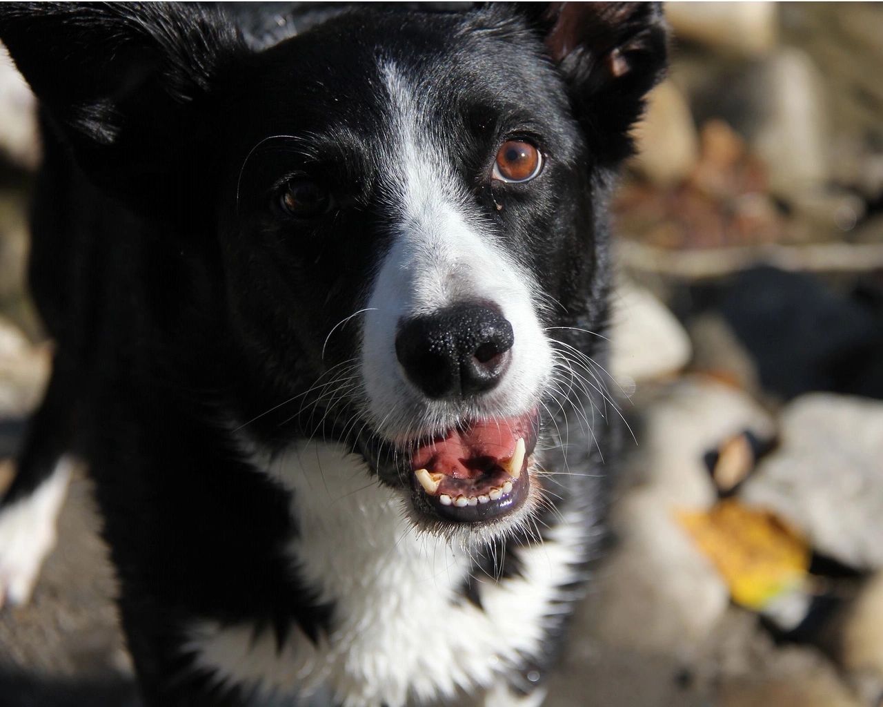 Fur Designs By Ashley - Pet Groomer - Calgary, Alberta
