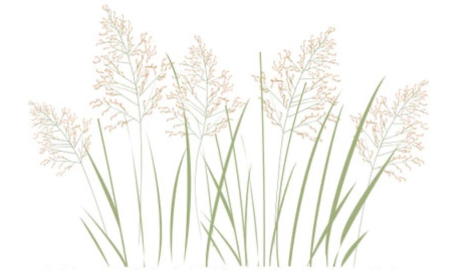 Switchgrass Designs