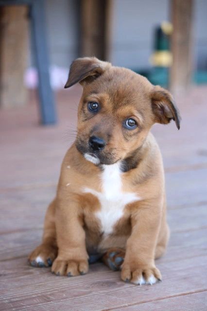 Rockn EZ Rescue Ranch - Home