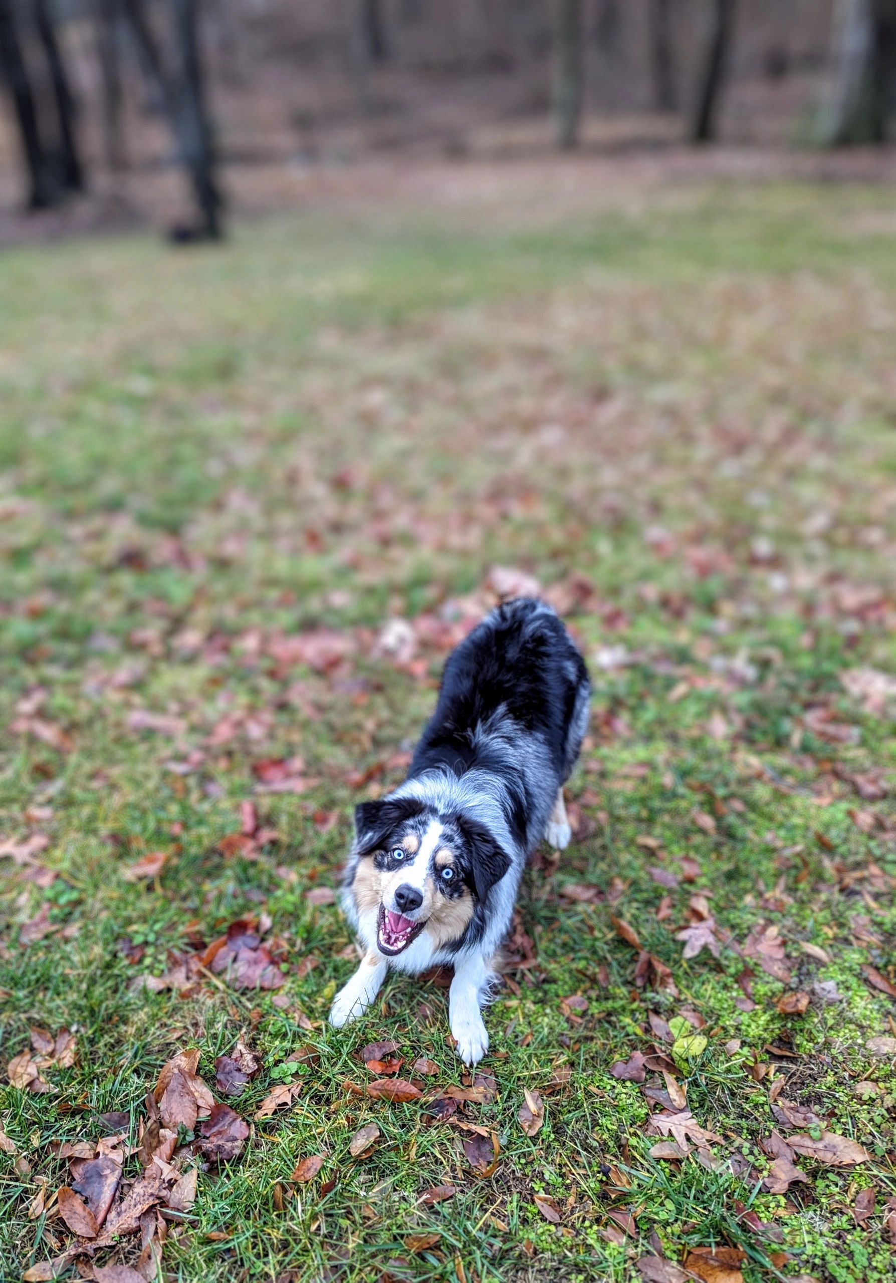 Blue Line Mini Aussies