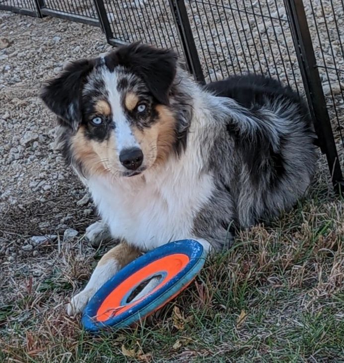 Blue Line Mini Aussies