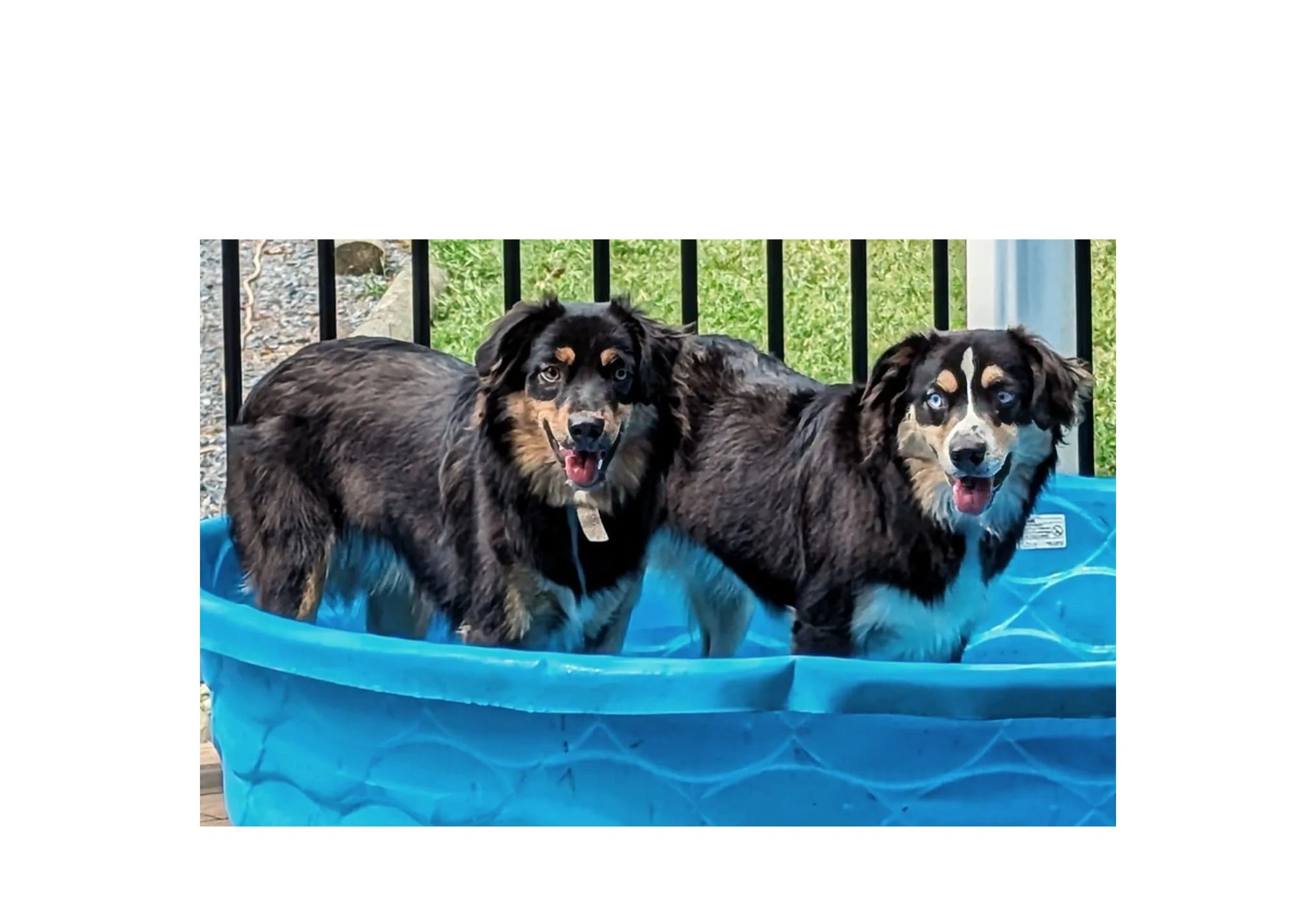 PUPPIES | Blue Line Mini Aussies
