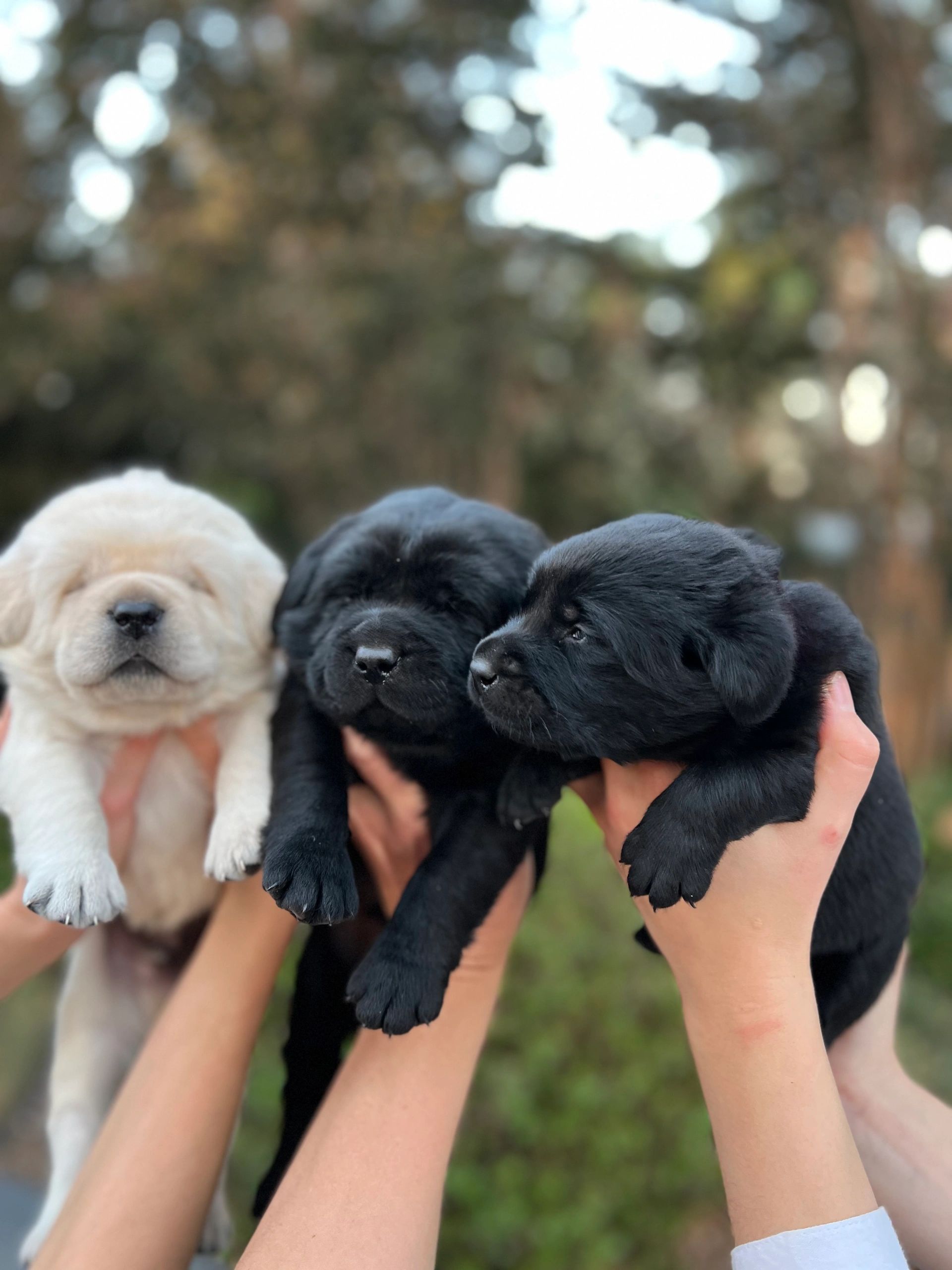 Royal Prelude Labradors