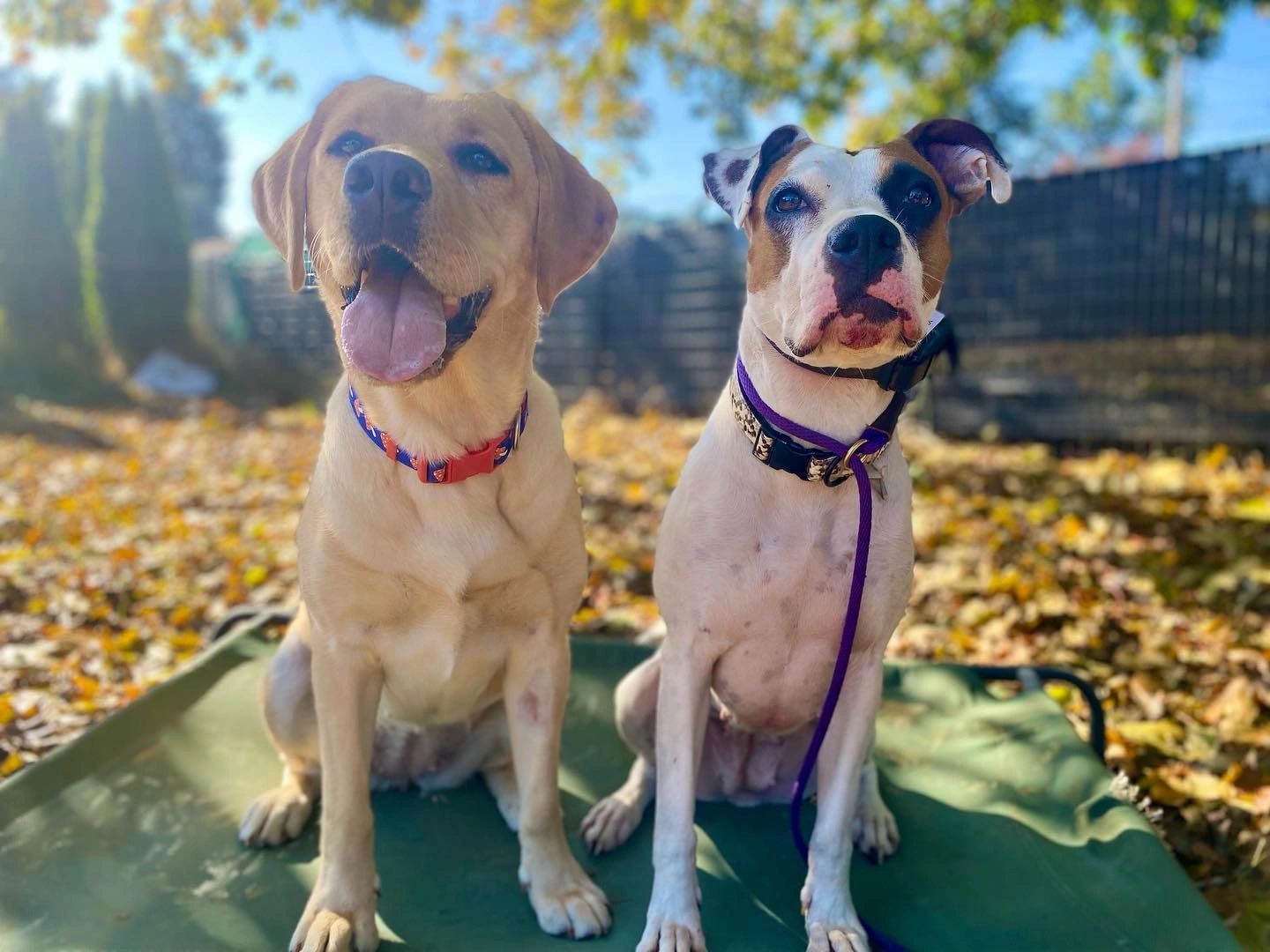 Board and Train - Freedom Dogs Training