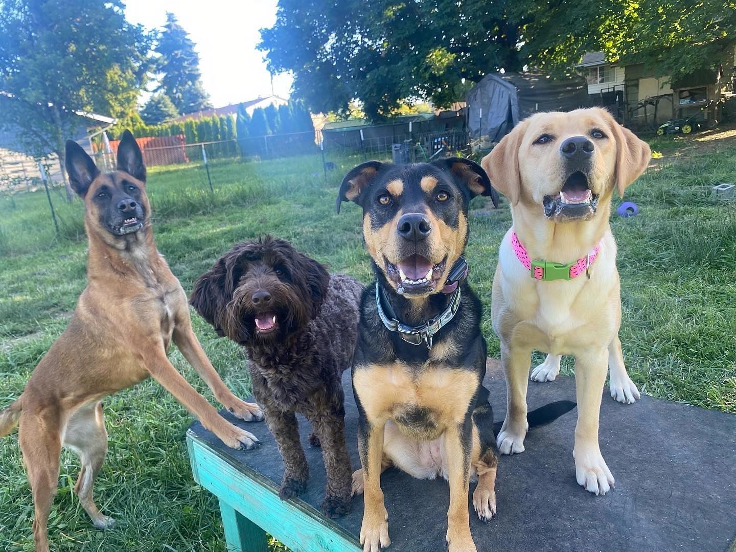 Board and Train - Freedom Dogs Training