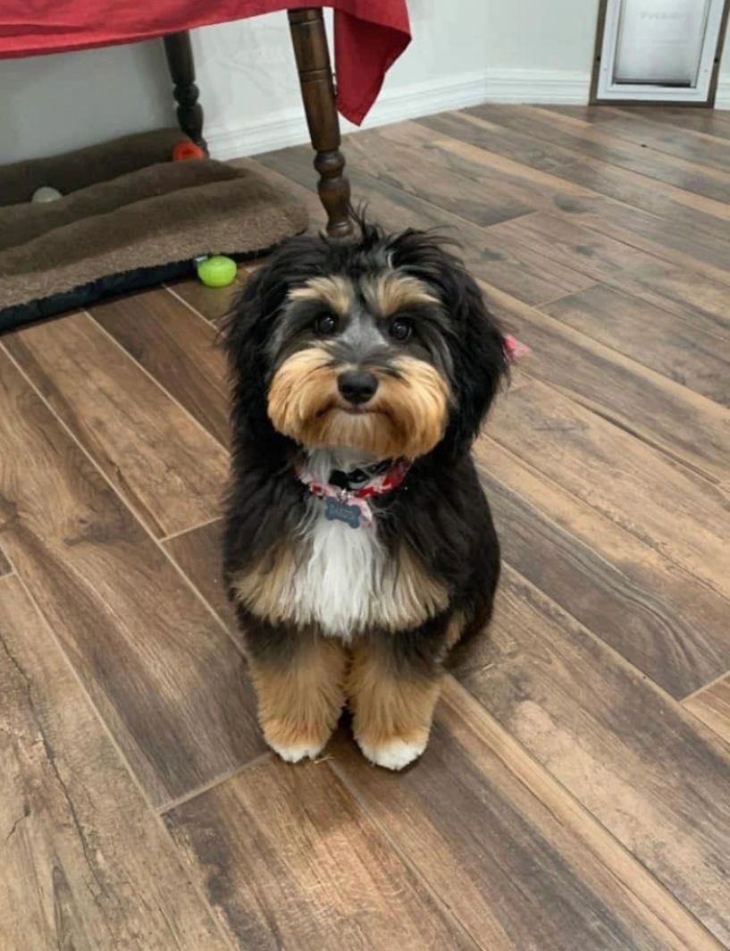 Big Heart of Texas Doodles and Services - Puppy, Poodle, Doodle Puppies ...