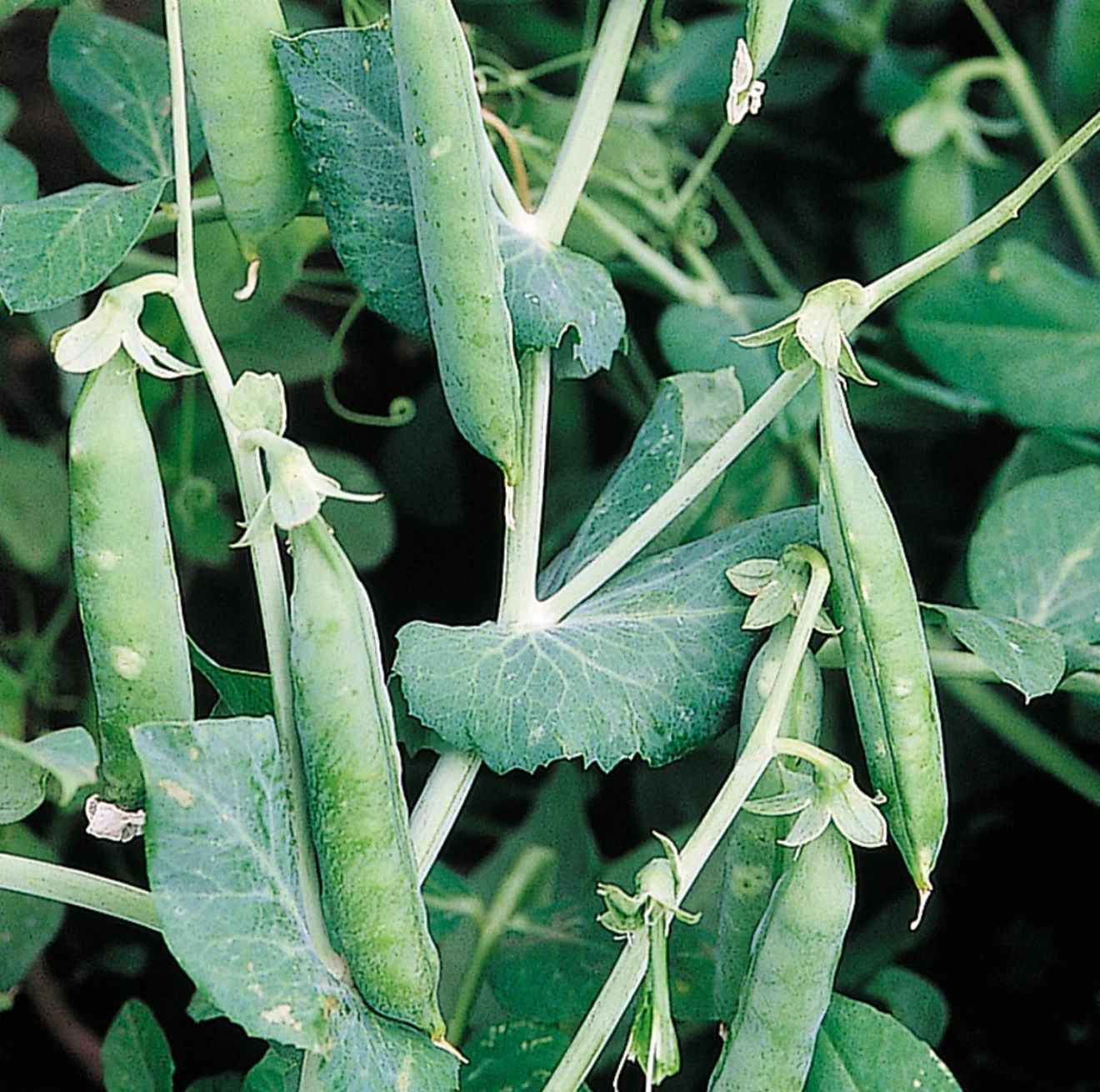 Peas