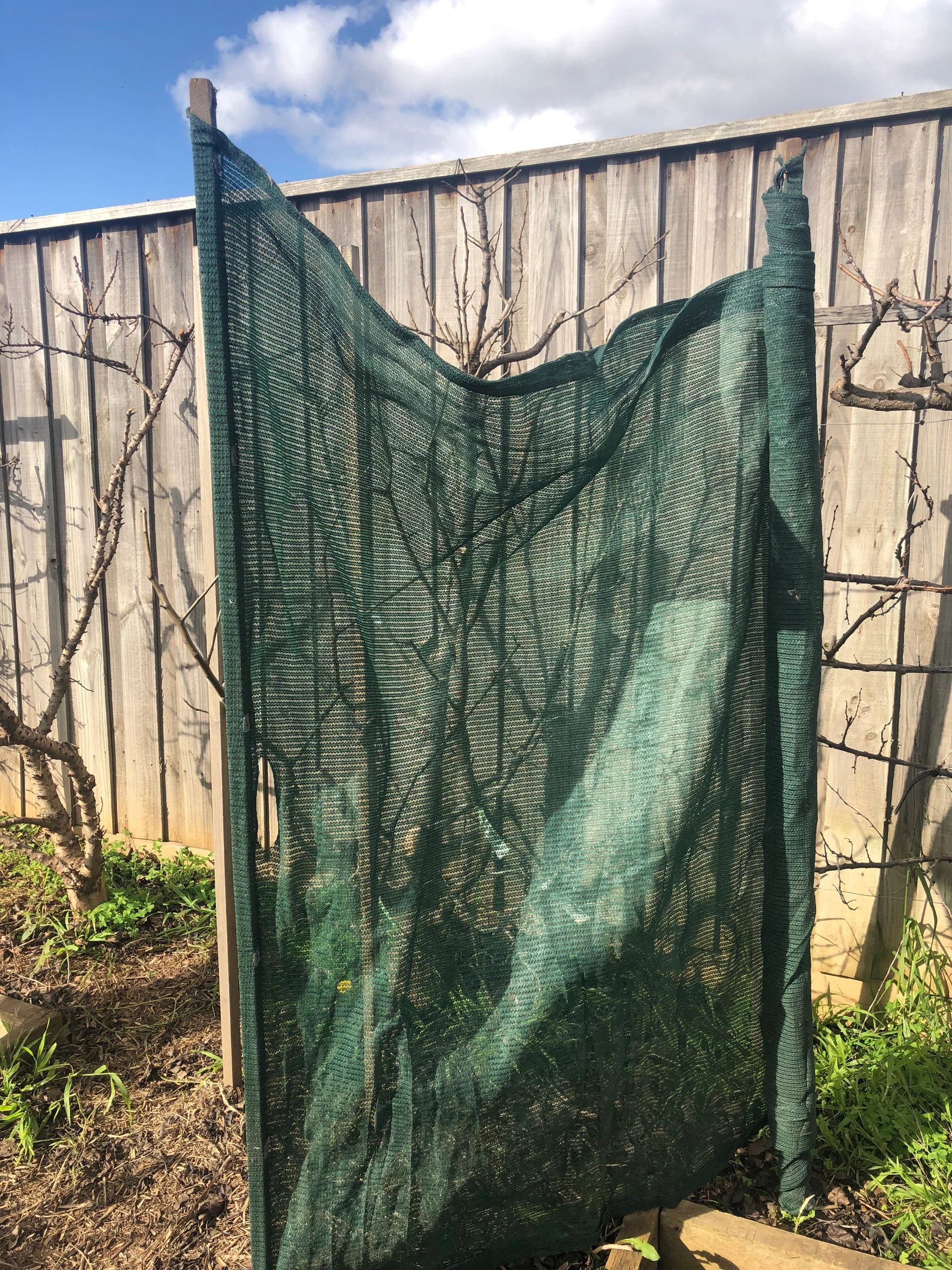 Wind and fruit tree blossoms!