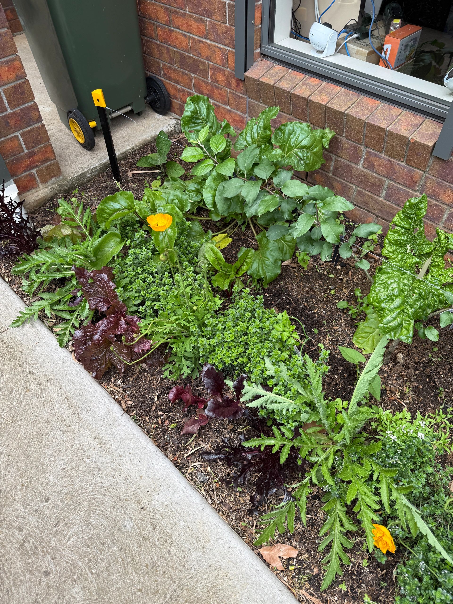 A Full Garden Grows No Weeds